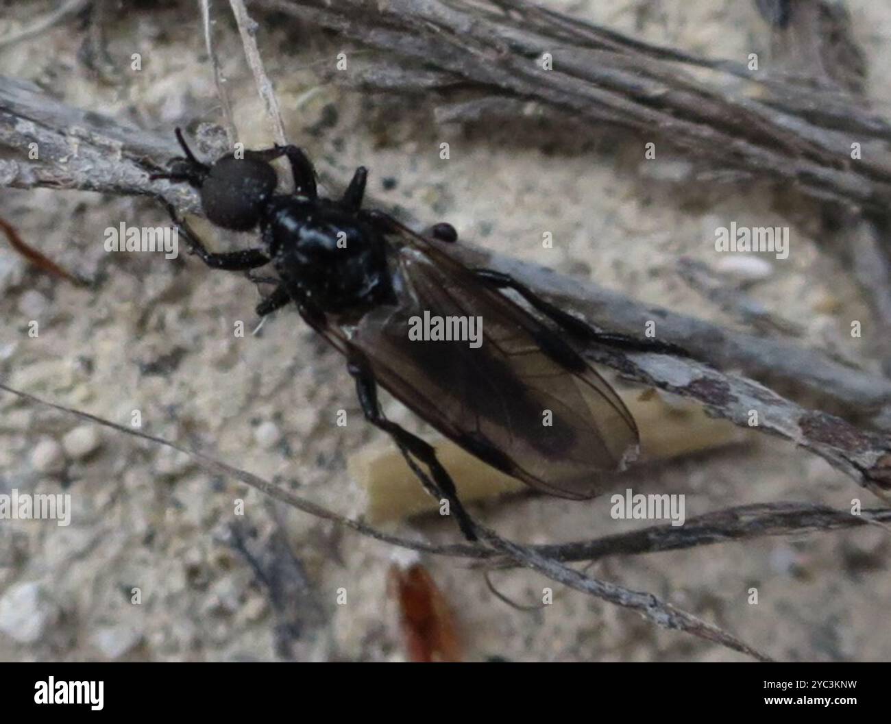 Blossom Fly (Dilophus nigrostigma) Insecta Stock Photo - Alamy