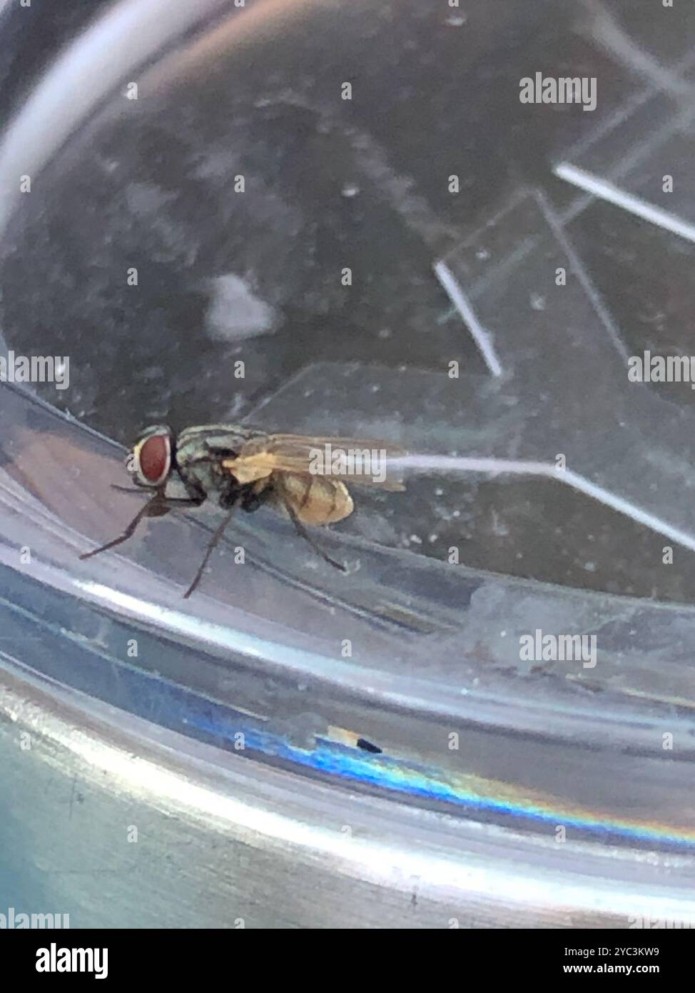 Common House Fly (Musca domestica) Insecta Stock Photo - Alamy