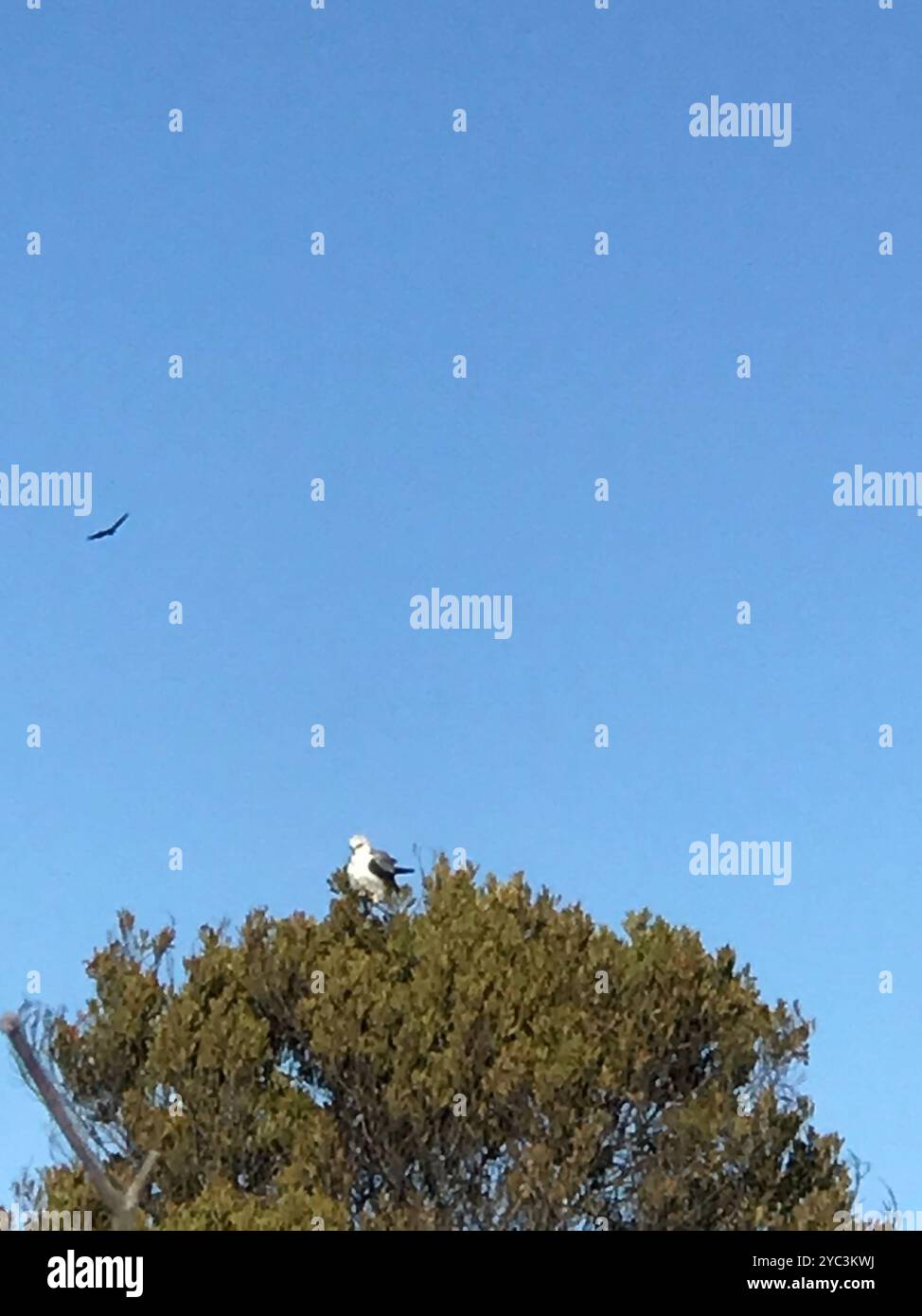 White-tailed Kite (Elanus leucurus) Aves Stock Photo - Alamy