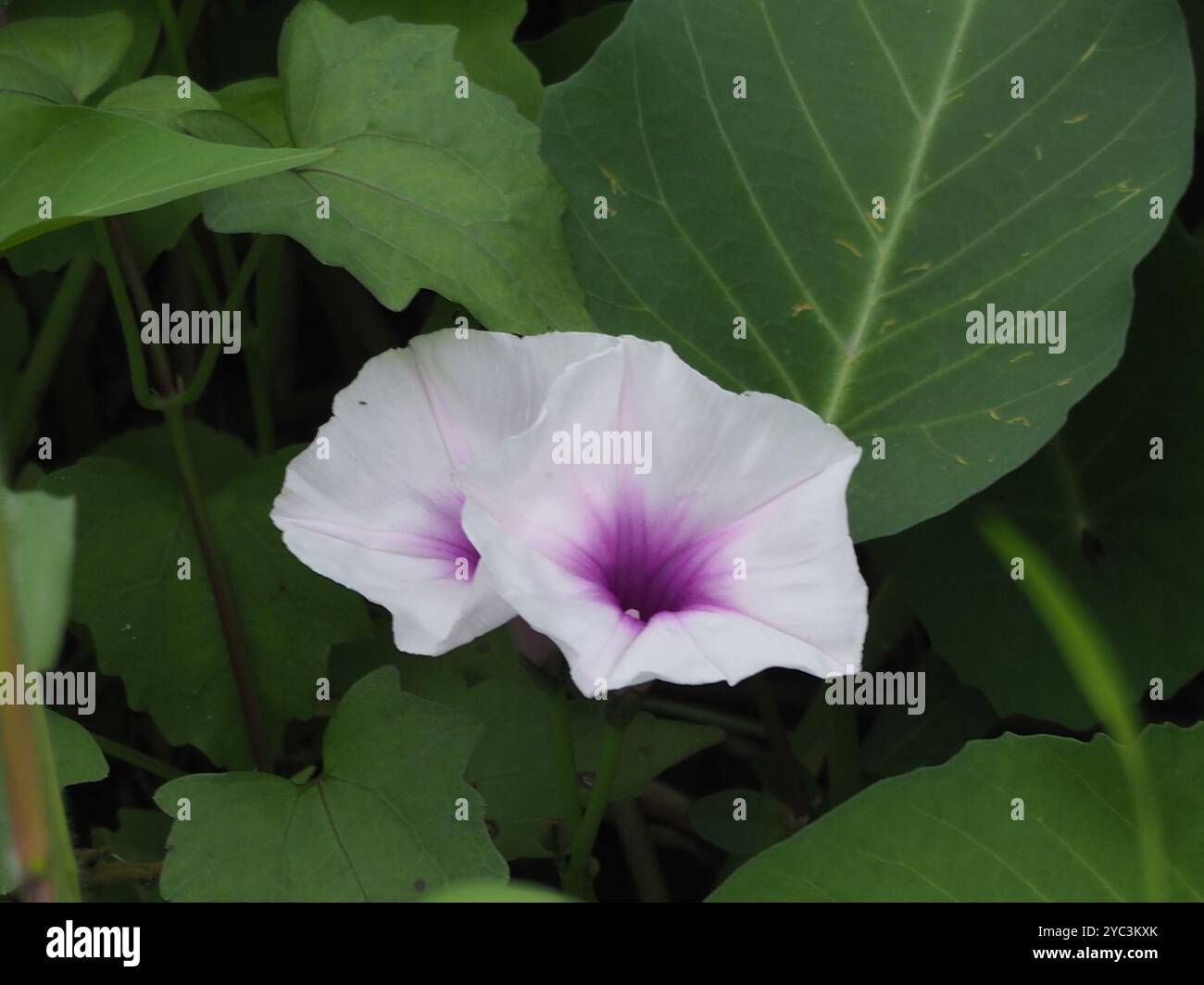 Water Morning Glory (Ipomoea aquatica) Plantae Stock Photo - Alamy