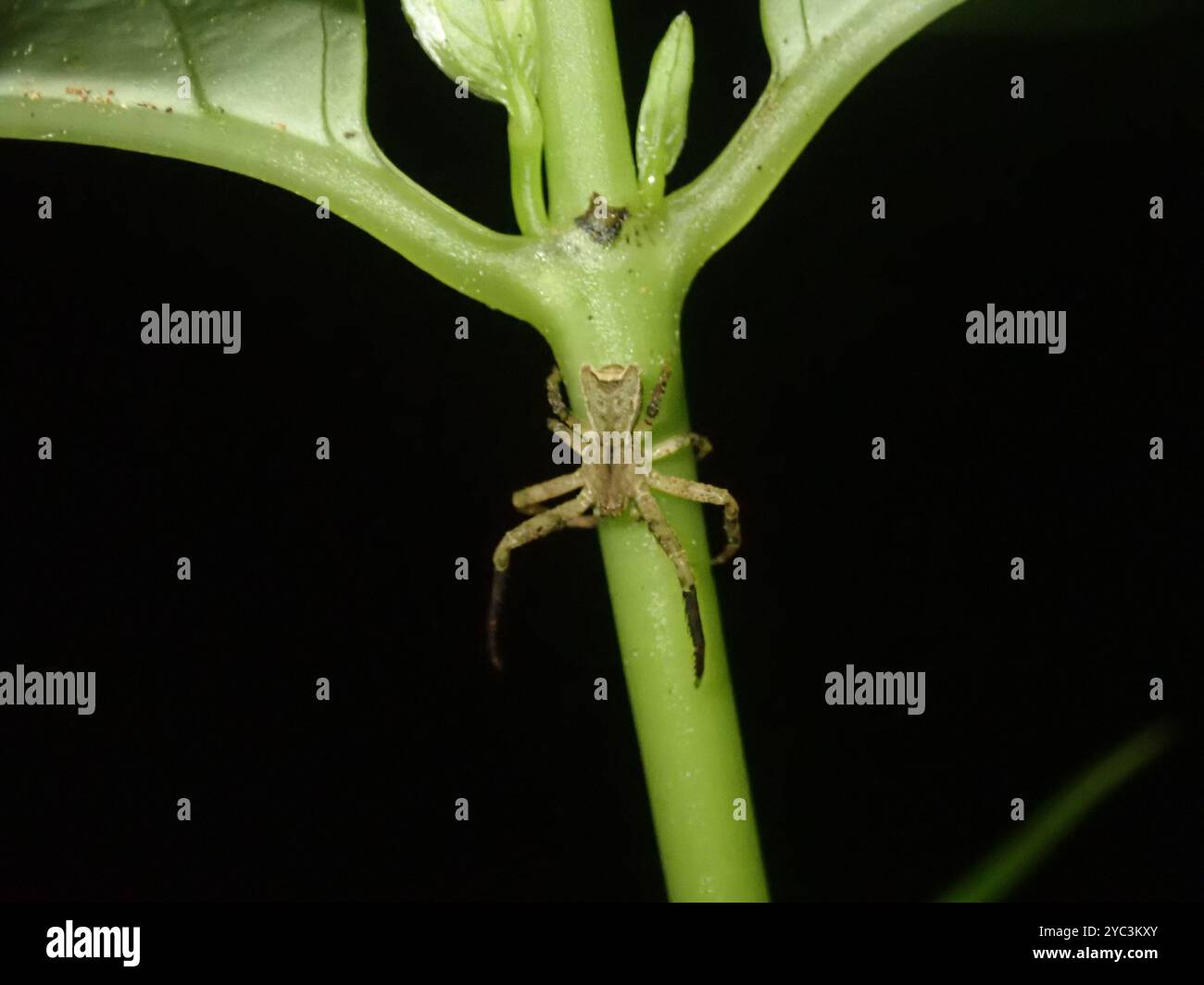 Square-ended Crab Spider (Sidymella angularis) Arachnida Stock Photo ...