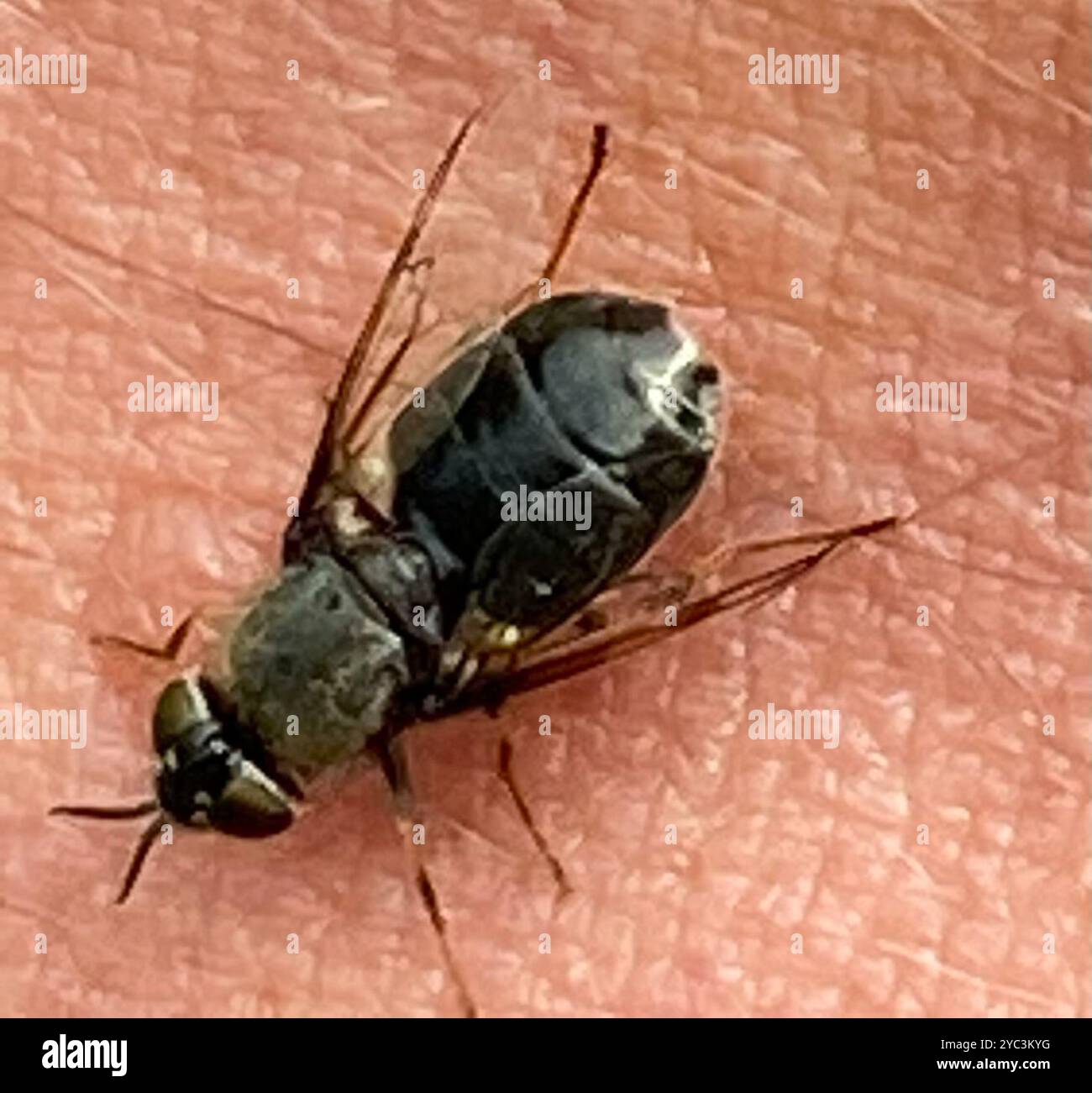 Black Colonel (Odontomyia tigrina) Insecta Stock Photo - Alamy