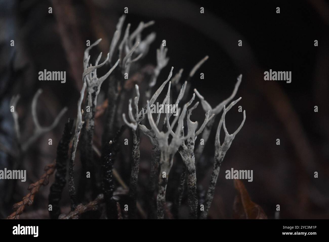 Candlesnuff Fungus (Xylaria hypoxylon) Fungi Stock Photo - Alamy