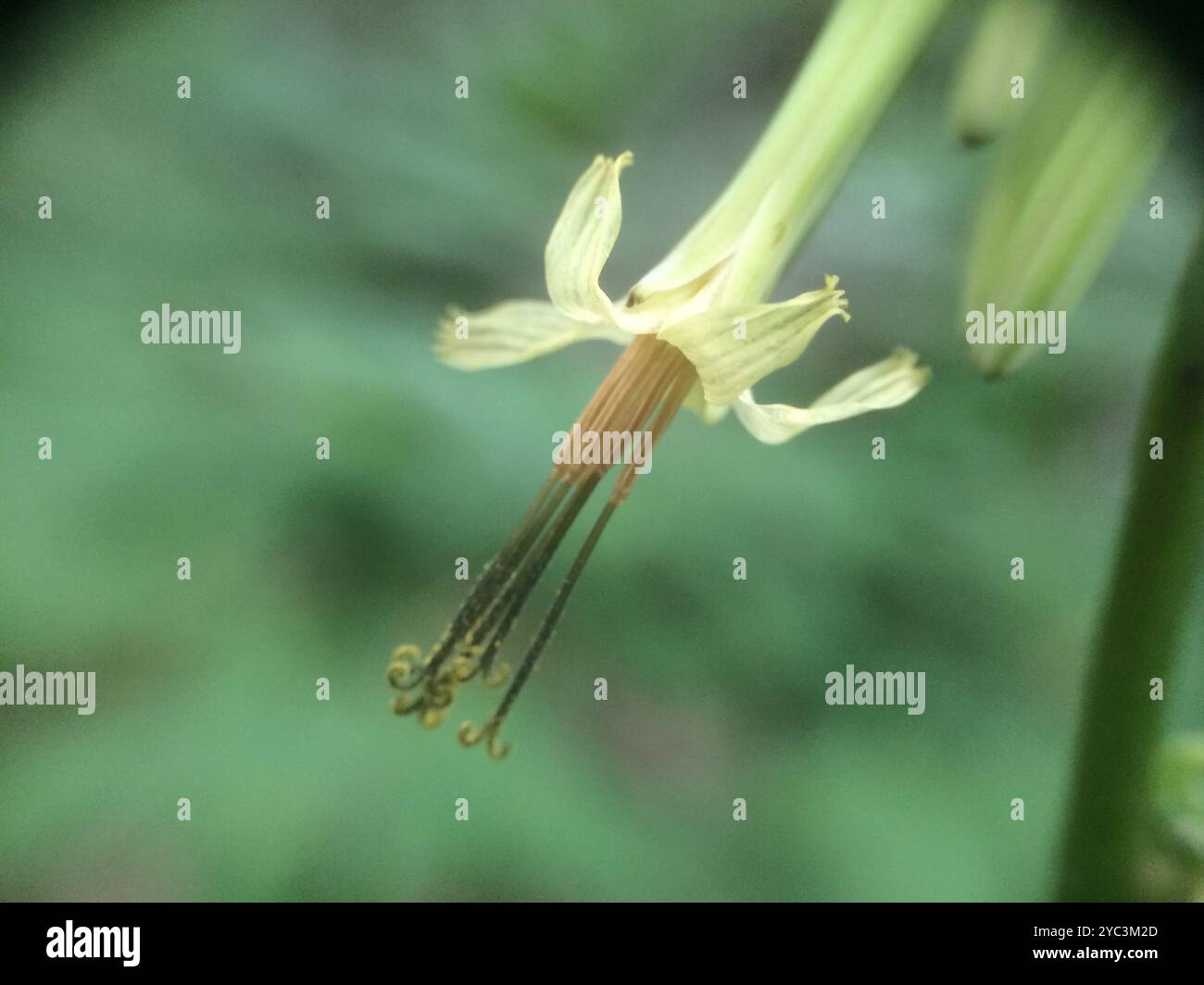 tall rattlesnake root (Nabalus altissimus) Plantae Stock Photo - Alamy