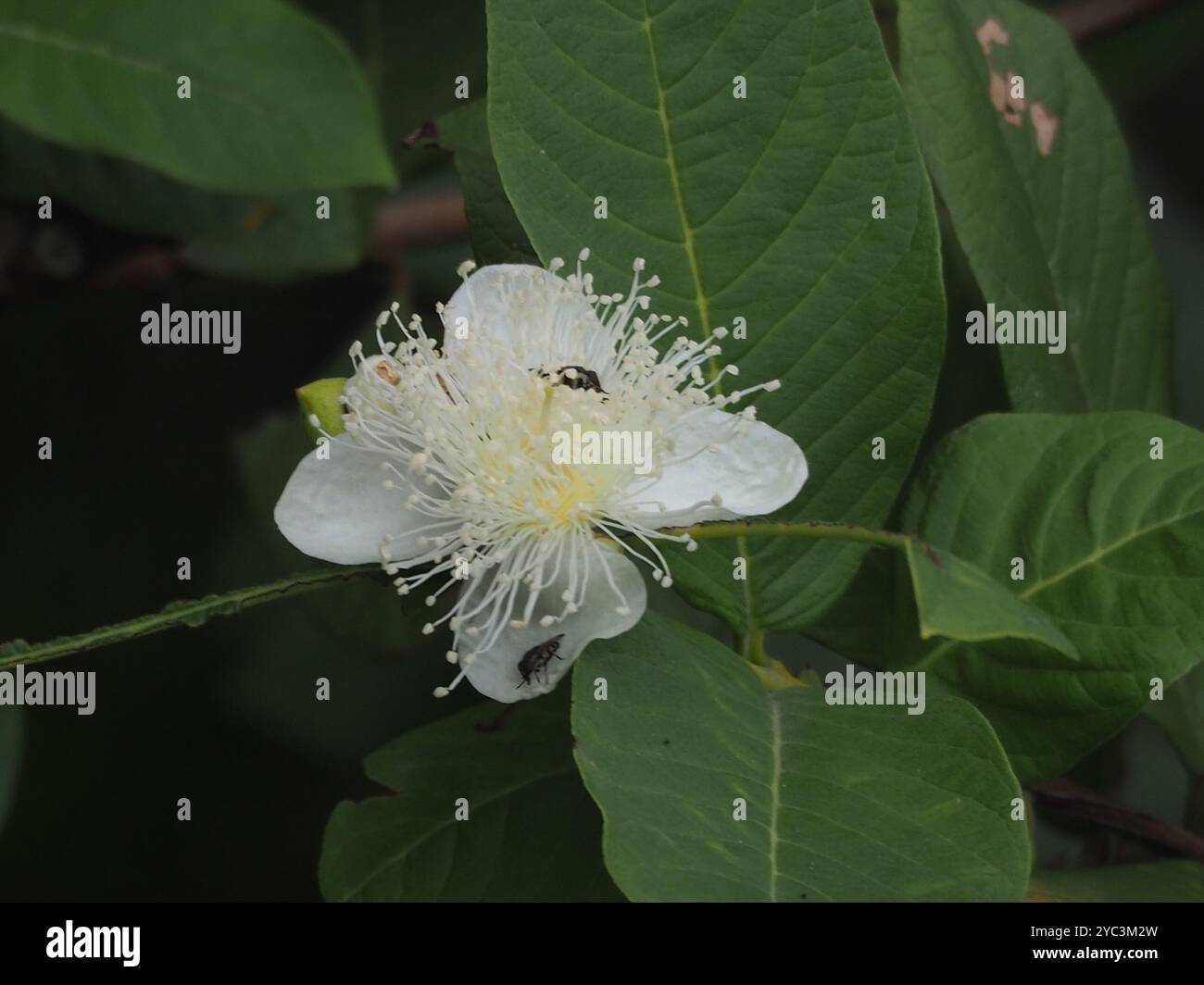 Common guava (Psidium guajava) Plantae Stock Photo - Alamy