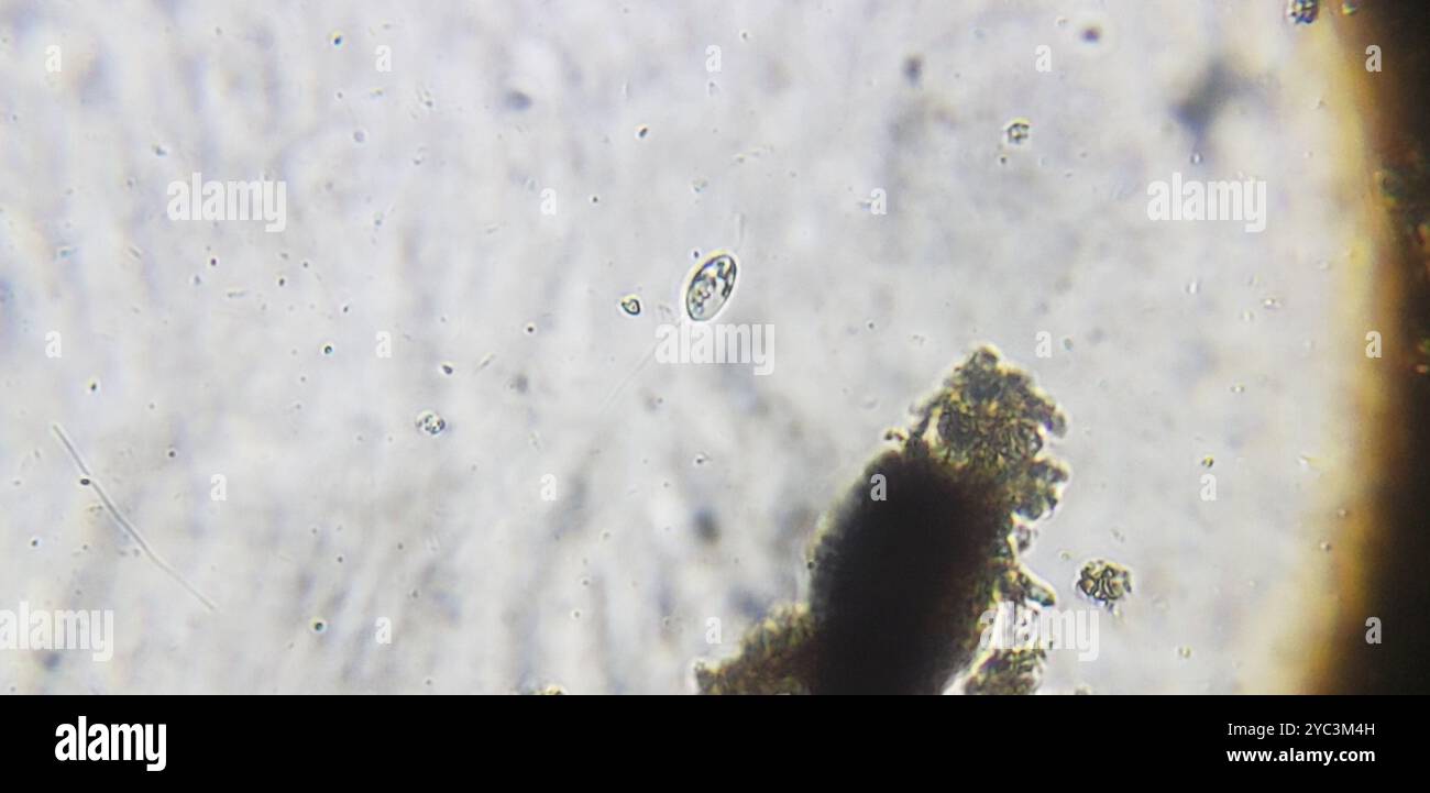 euglenids (Euglenida) Protozoa Stock Photo - Alamy