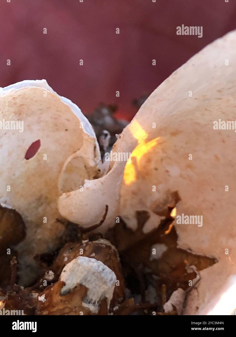 Boring Softshell Clam (Platyodon cancellatus) Mollusca Stock Photo - Alamy