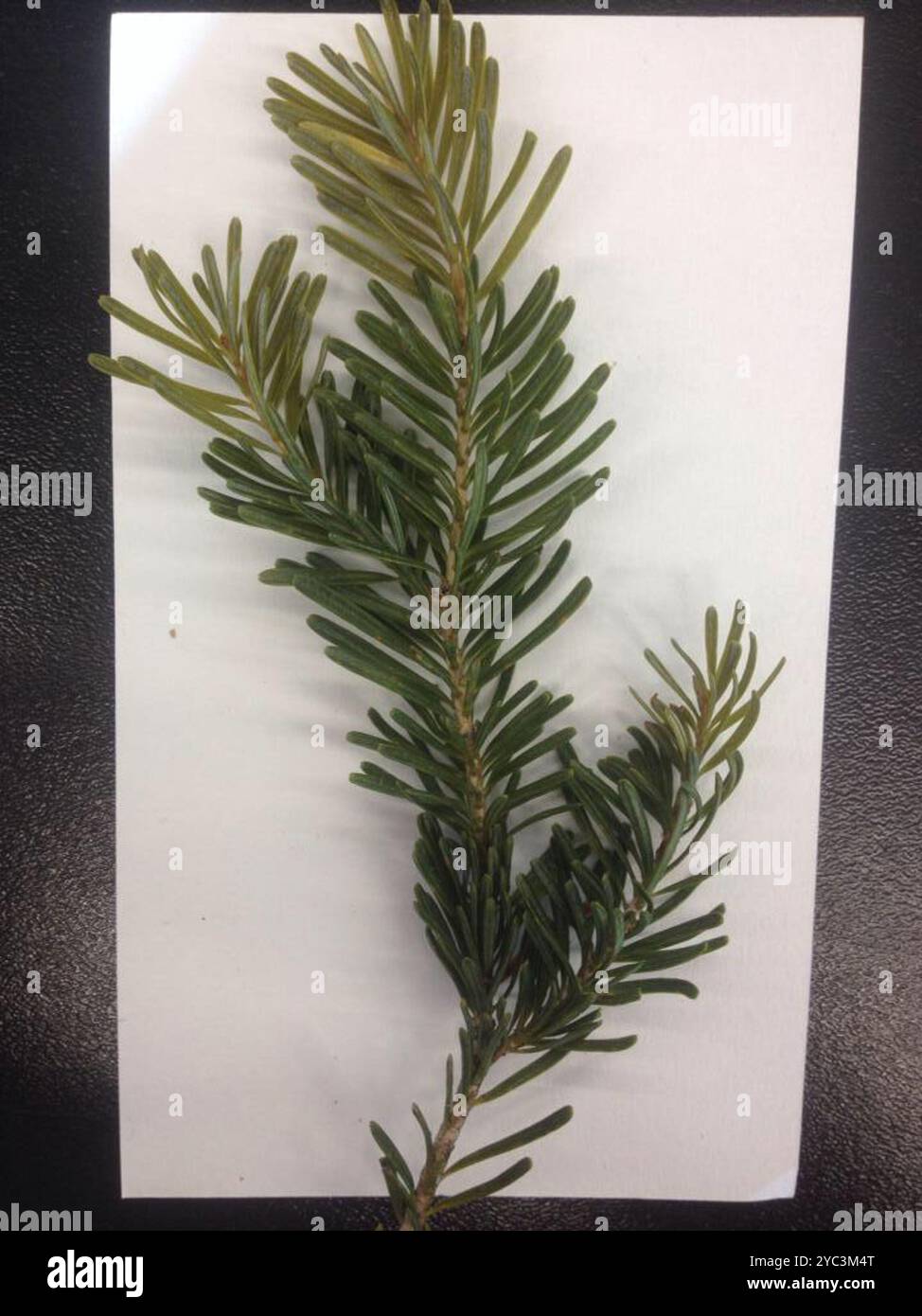 subalpine fir (Abies lasiocarpa) Plantae Stock Photo - Alamy