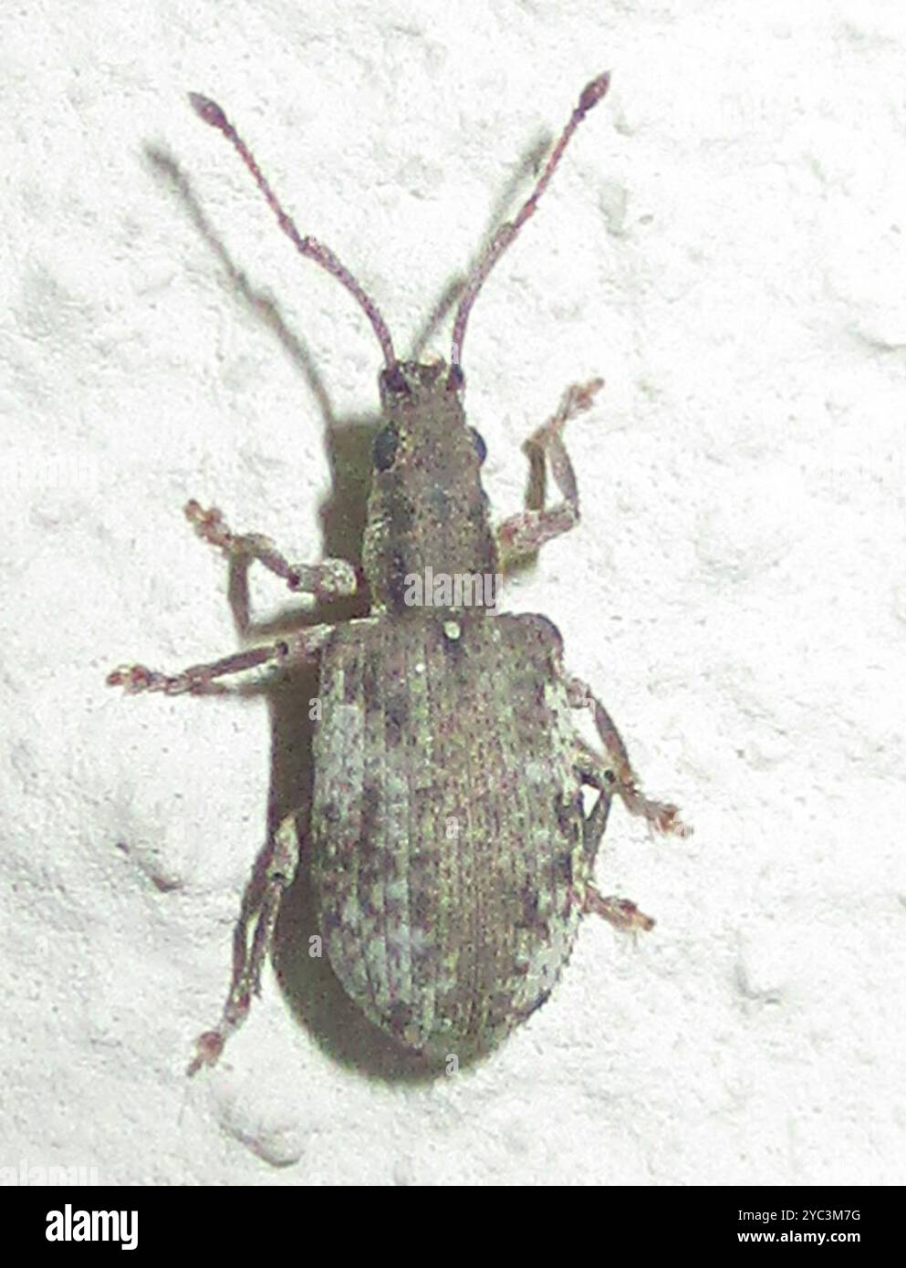 Broad-nosed Weevils (Entiminae) Insecta Stock Photo - Alamy