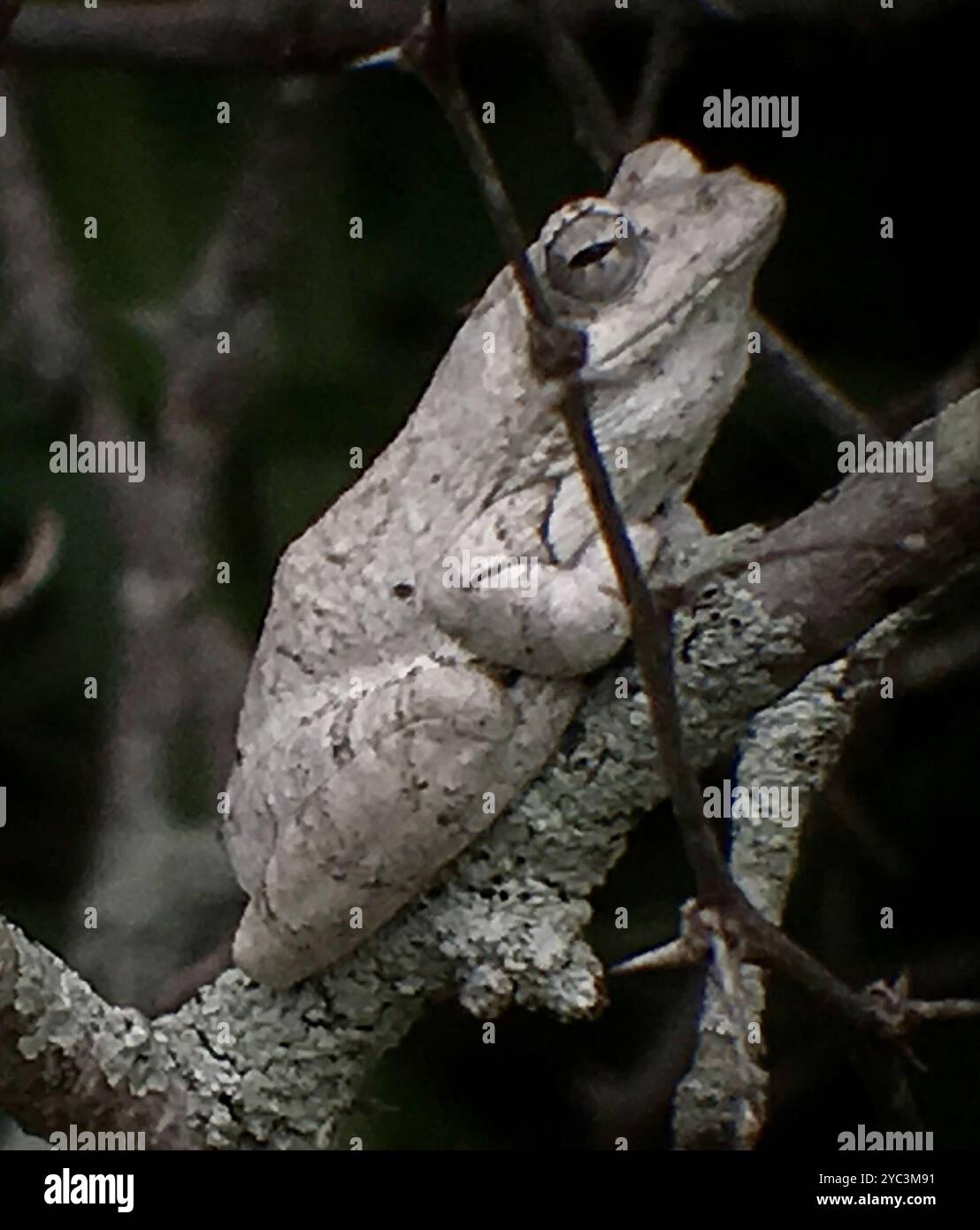 Grey Foam-nest Tree Frog (Chiromantis xerampelina) Amphibia Stock Photo ...