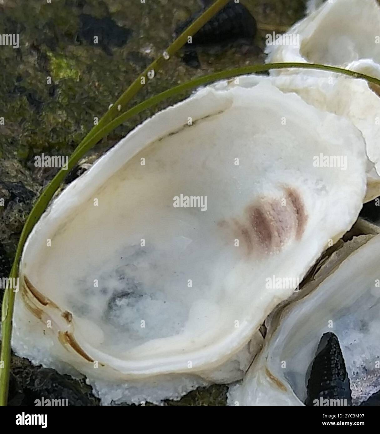 Eastern Oyster (Crassostrea virginica) Mollusca Stock Photo - Alamy