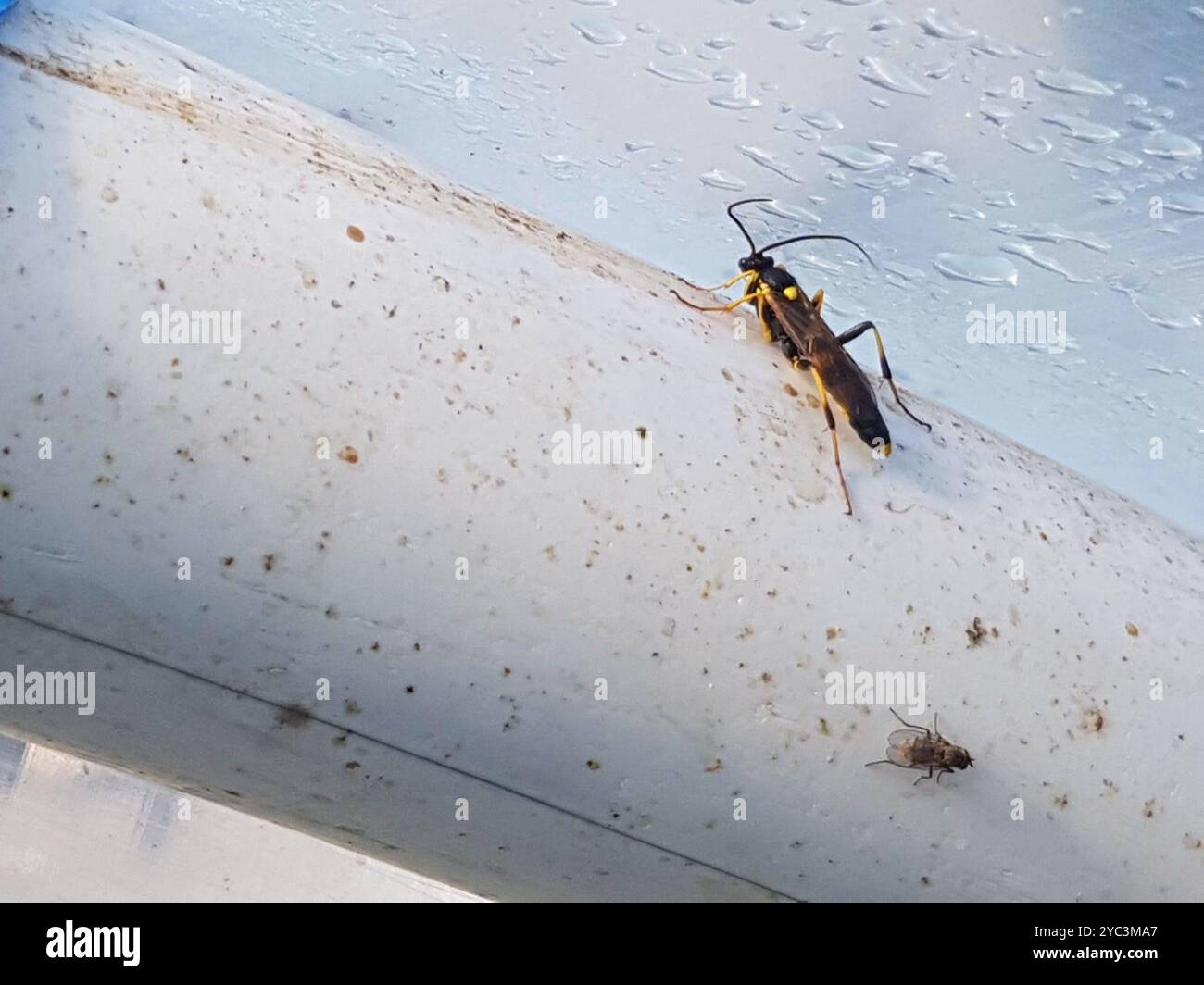 Ants, Bees, Wasps, and Sawflies (Hymenoptera) Insecta Stock Photo - Alamy