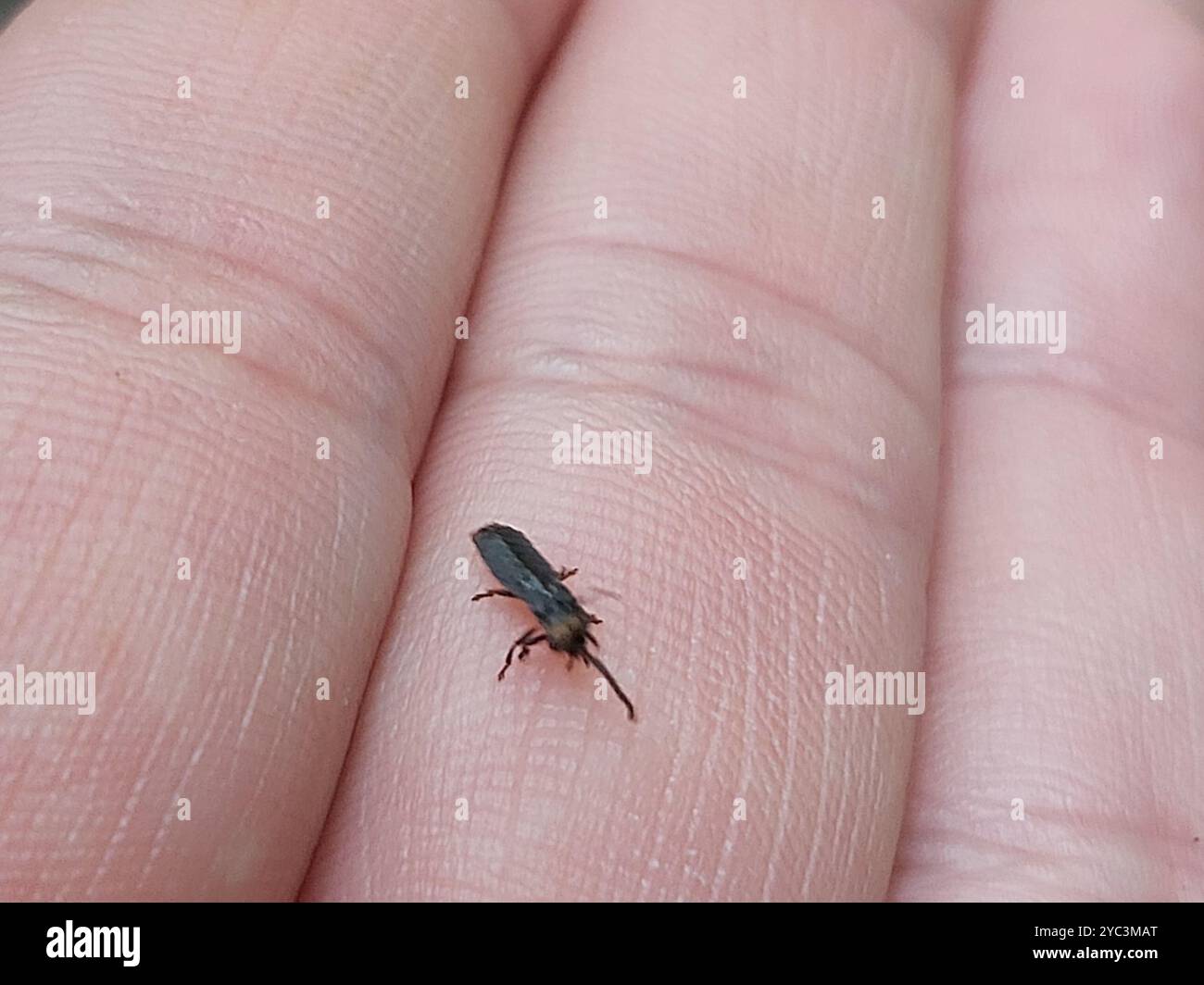 Lesser Black Glow-worm (Phosphaenus hemipterus) Insecta Stock Photo - Alamy