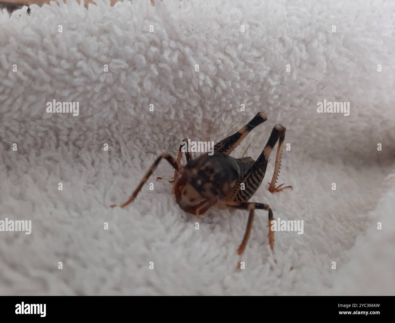 Wētā and King Crickets (Anostostomatidae) Insecta Stock Photo - Alamy