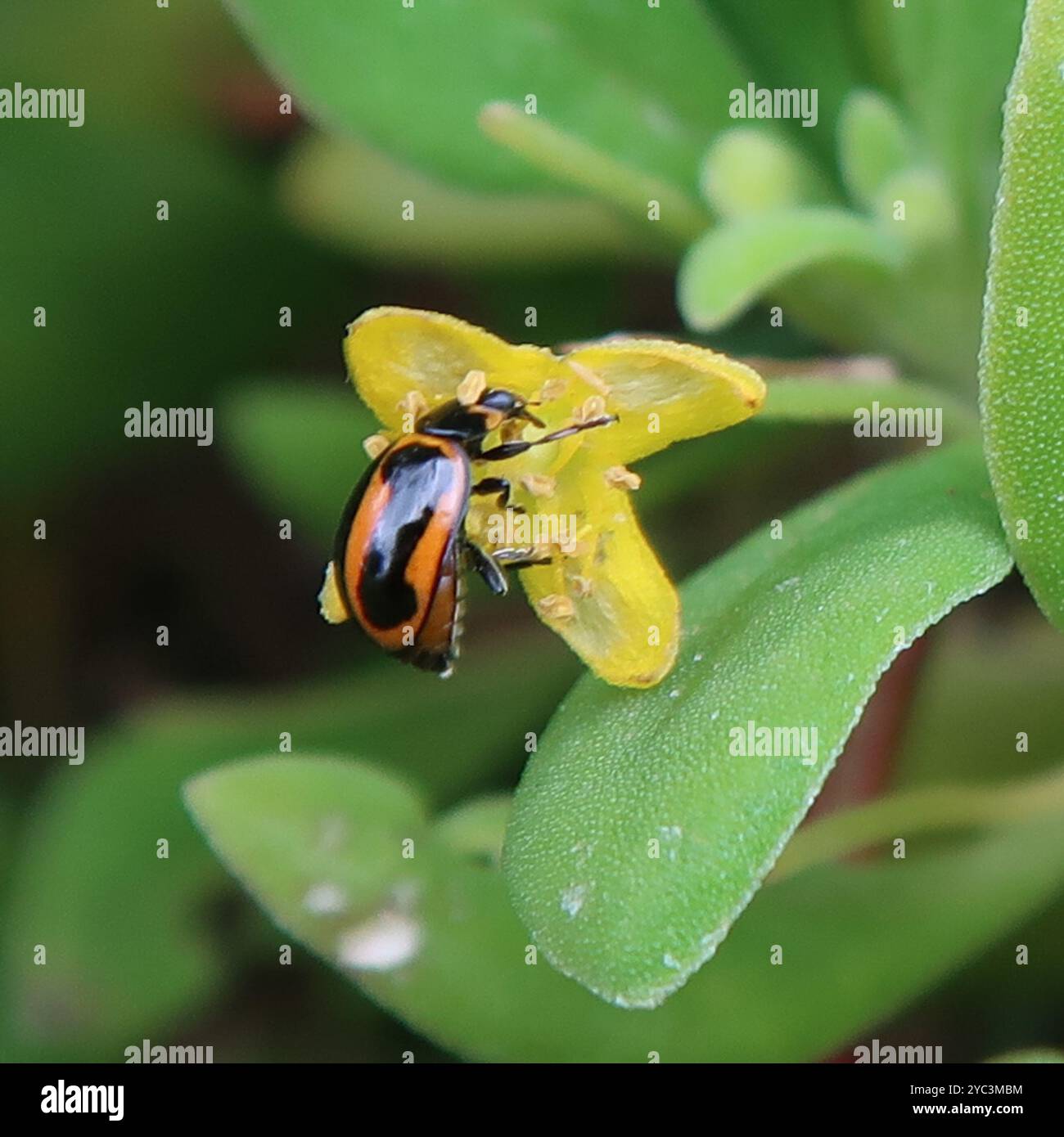 Striped Ladybird (Micraspis frenata) Insecta Stock Photo - Alamy