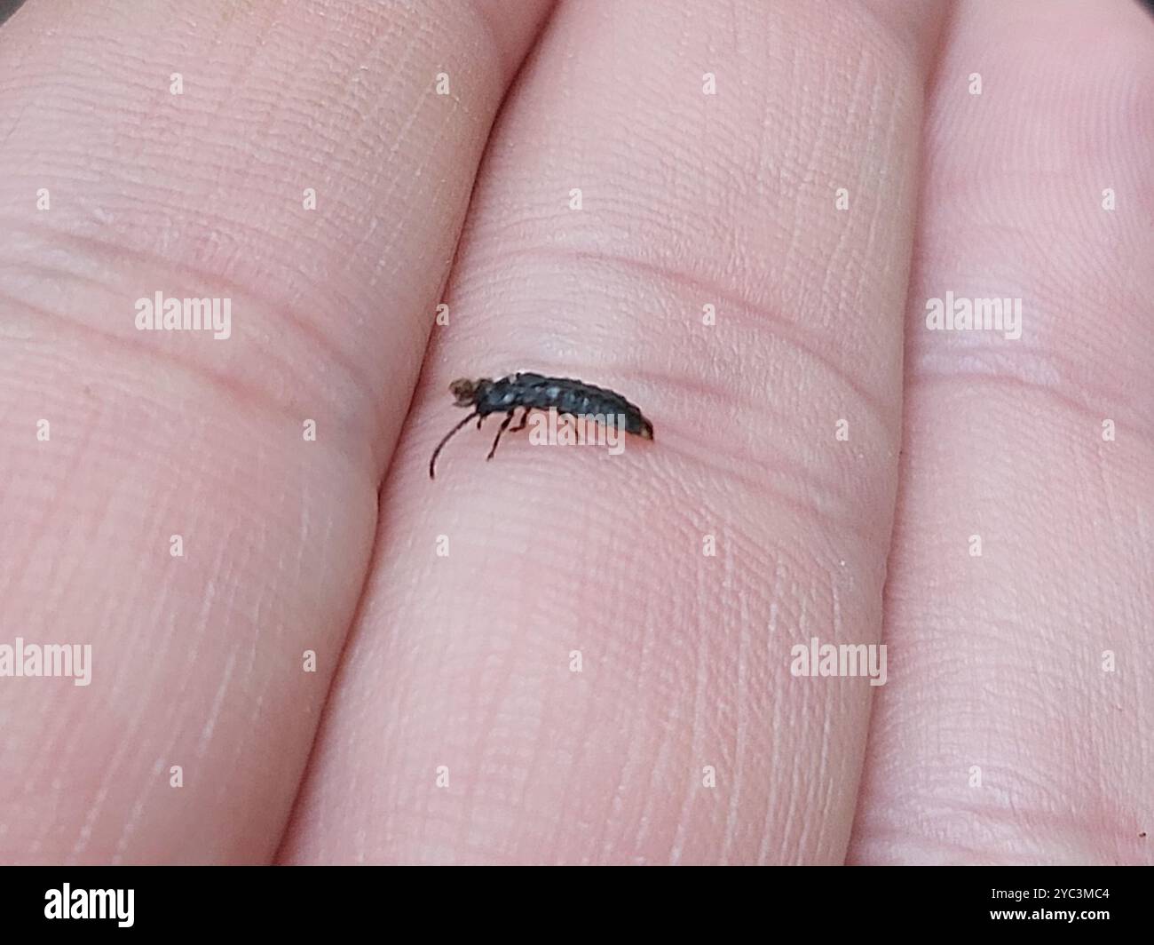 Lesser Black Glow-worm (Phosphaenus hemipterus) Insecta Stock Photo - Alamy