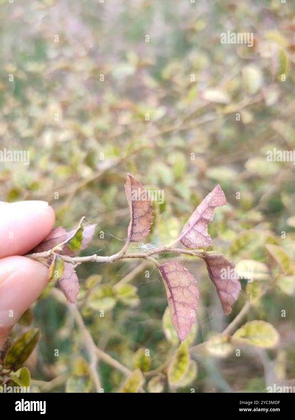 Marble leaf (Carpodetus serratus) Plantae Stock Photo - Alamy