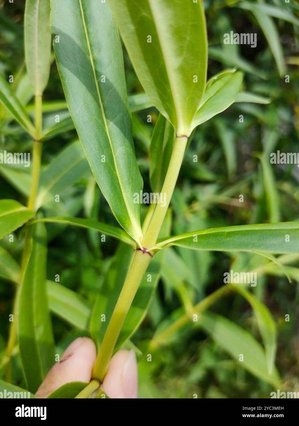 Koromiko (Veronica stricta) Plantae Stock Photo - Alamy