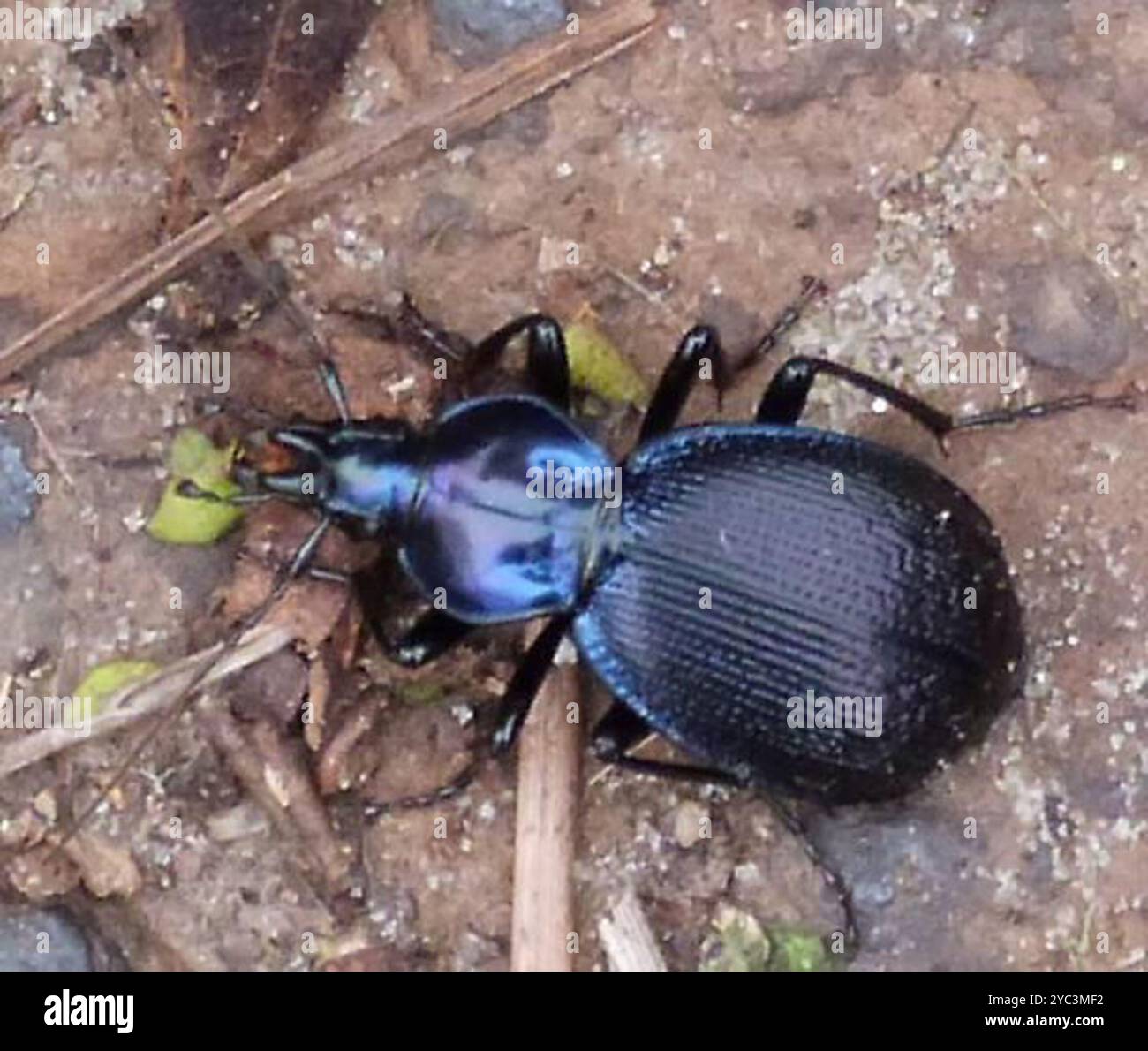 Small Snail-eating Ground Beetle (Sphaeroderus stenostomus) Insecta ...