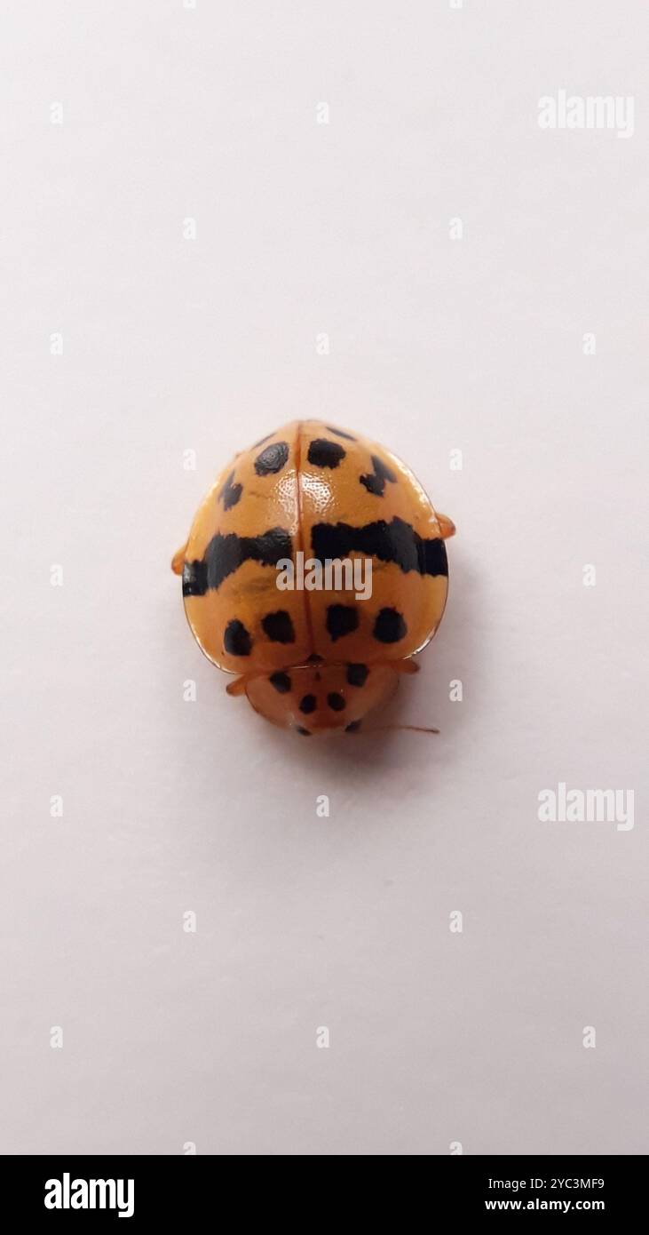 Fungus-eating Lady Beetles (Psyllobora) Insecta Stock Photo - Alamy