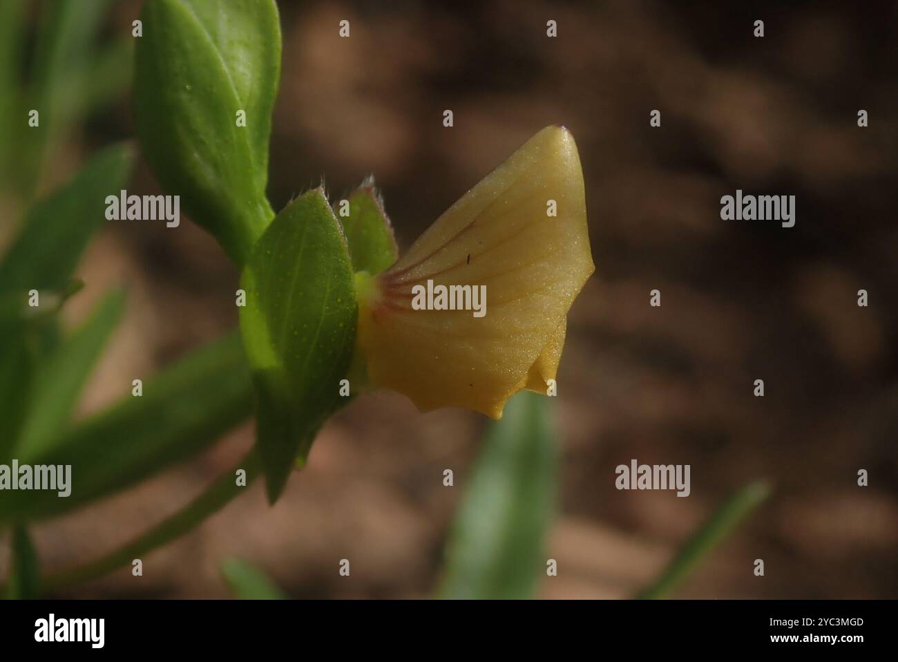 Caterpillar Beans (Zornia) Plantae Stock Photo - Alamy