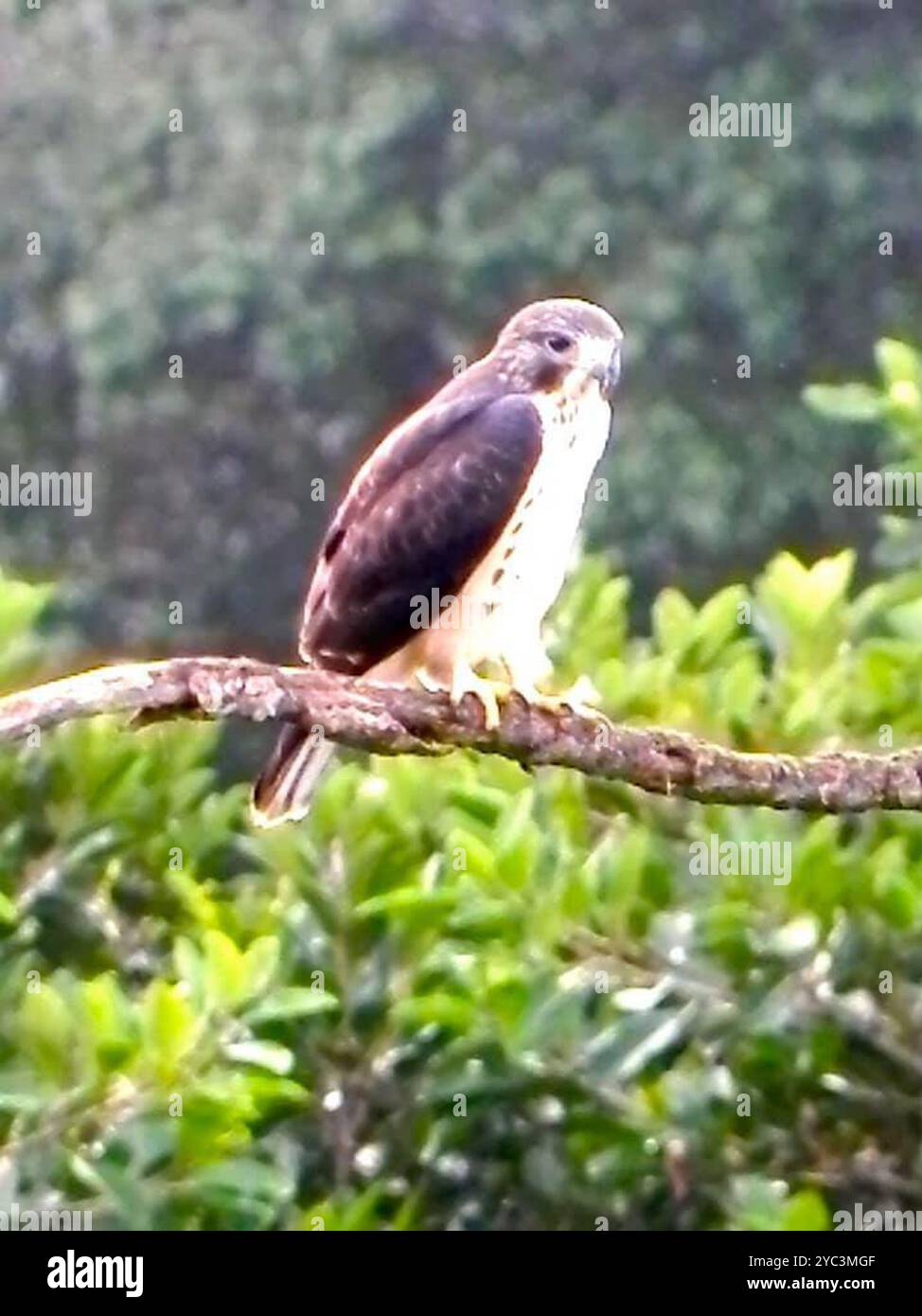 Short-tailed Hawk (Buteo brachyurus) Aves Stock Photo - Alamy