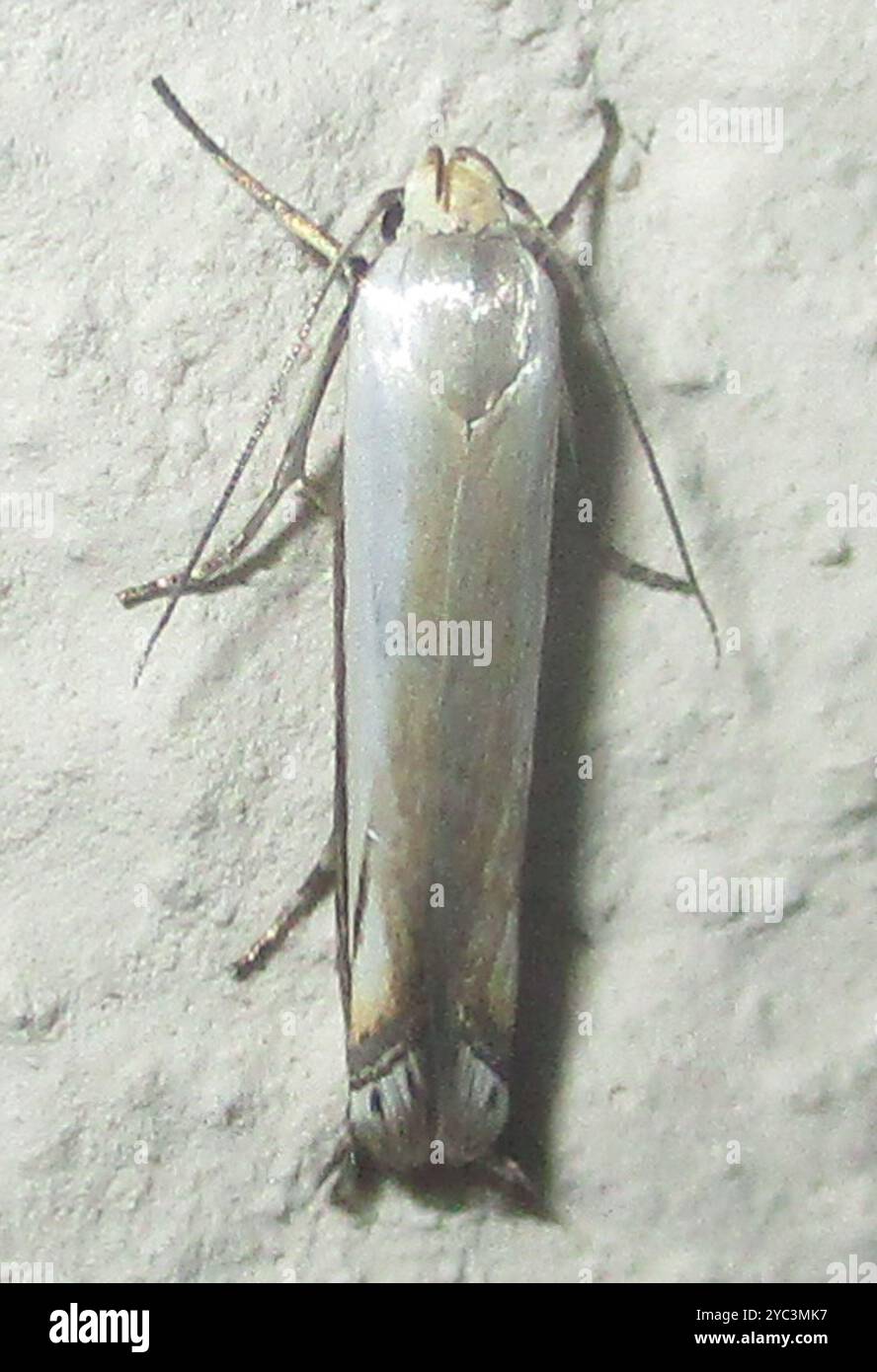 Twirler Moths (Gelechiidae) Insecta Stock Photo - Alamy