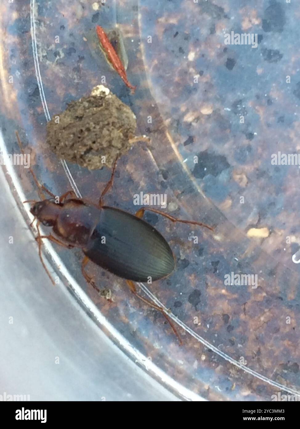 (Calathus ruficollis) Insecta Stock Photo - Alamy