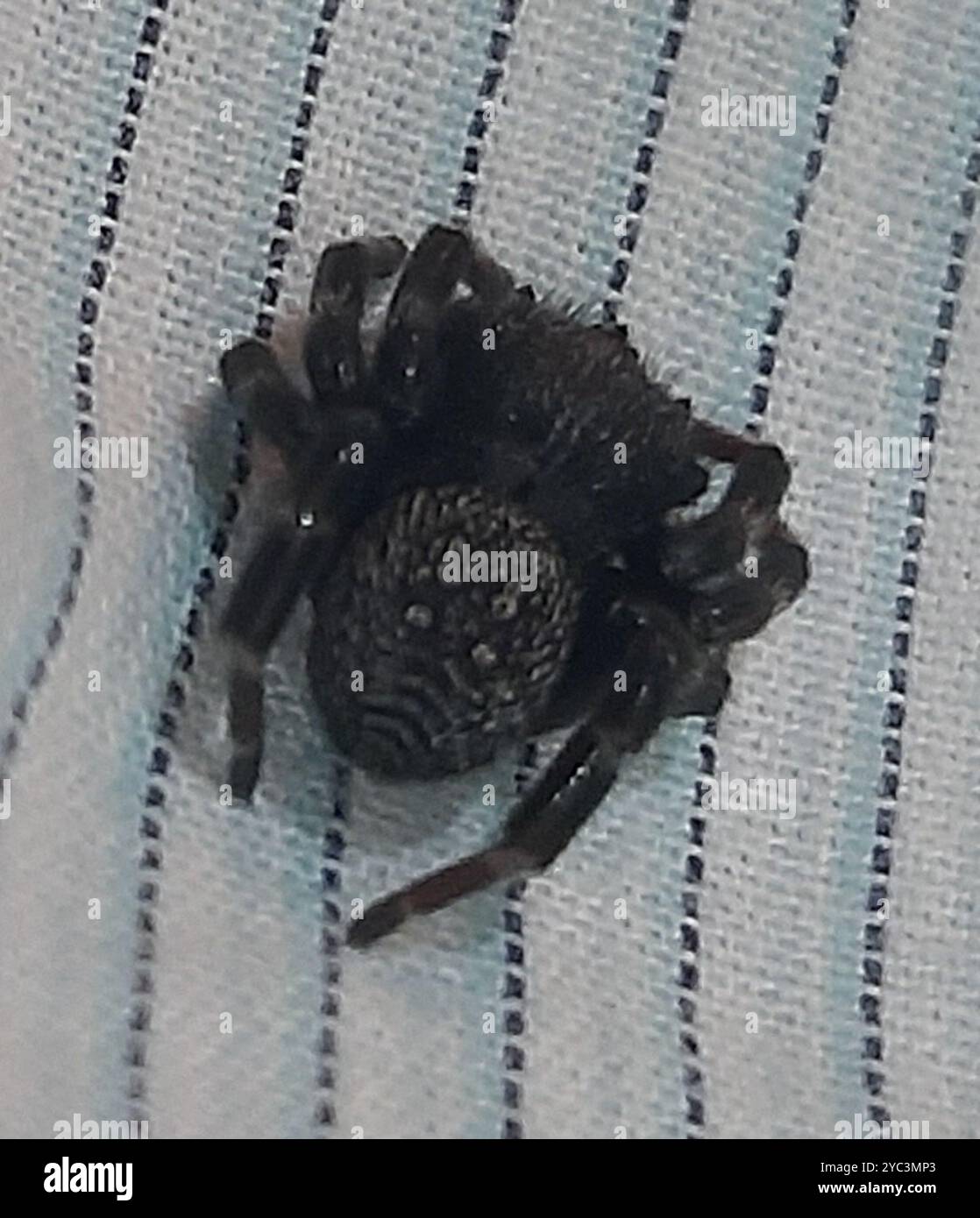 Tree Velvet Spiders (Gandanameno) Arachnida Stock Photo - Alamy