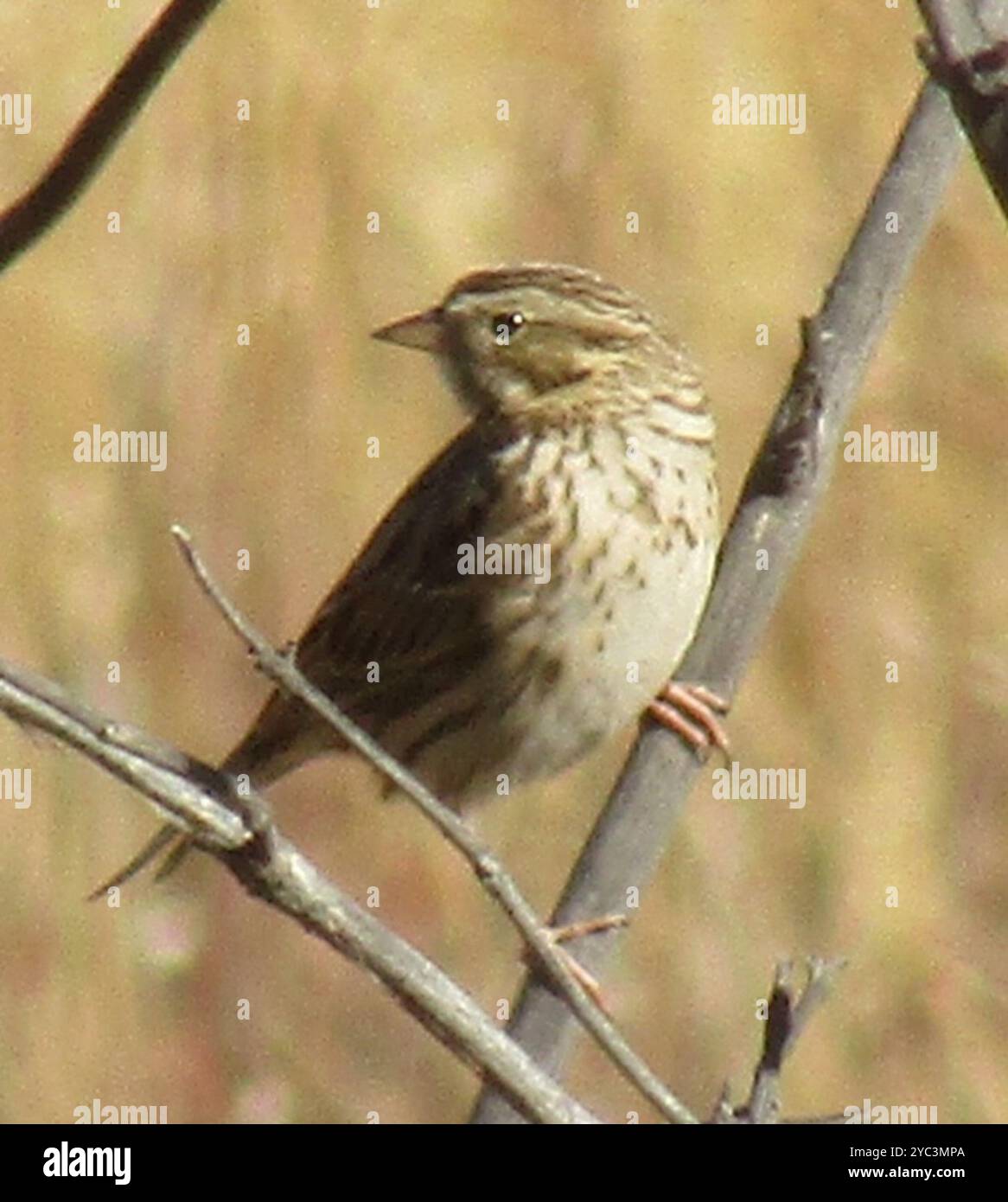 Savannah Sparrow (Passerculus sandwichensis) Aves Stock Photo - Alamy
