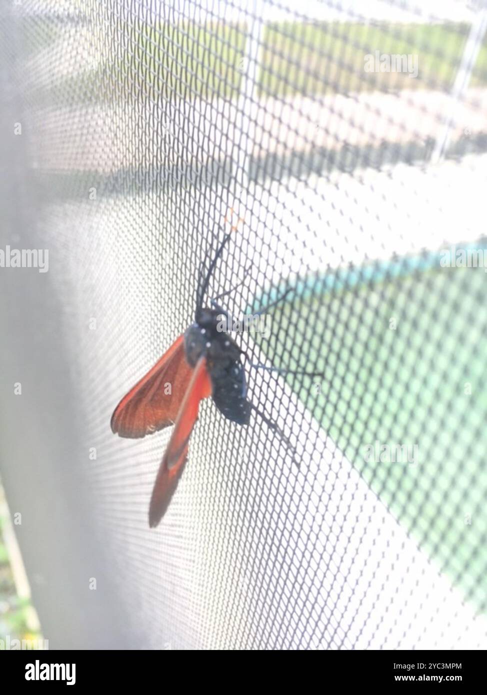 Spotted Oleander Moth (Empyreuma pugione) Insecta Stock Photo - Alamy