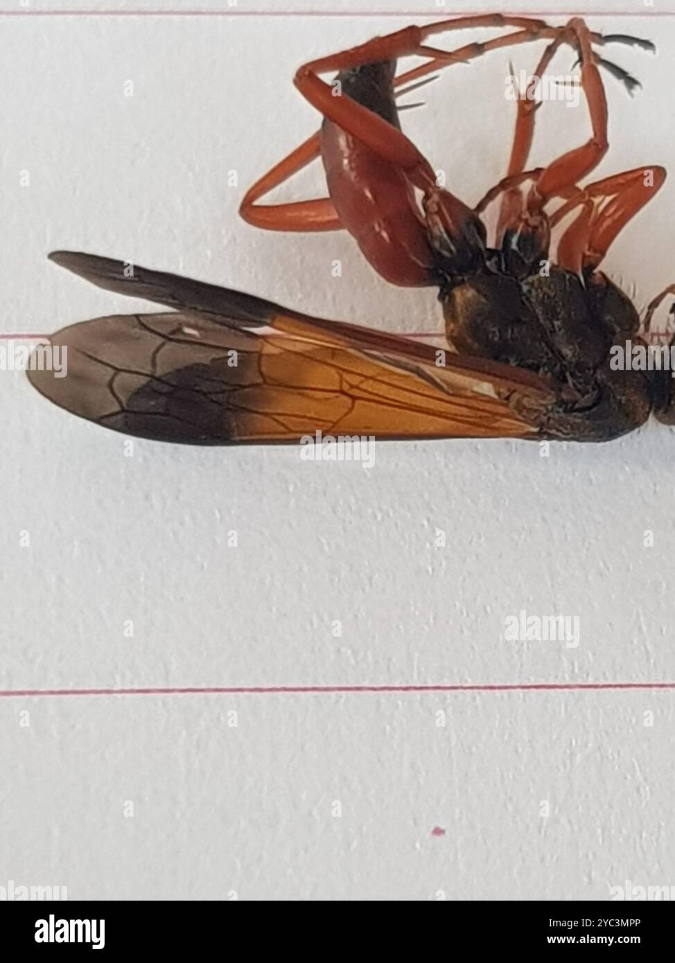 (Priocnemis conformis) Insecta Stock Photo - Alamy