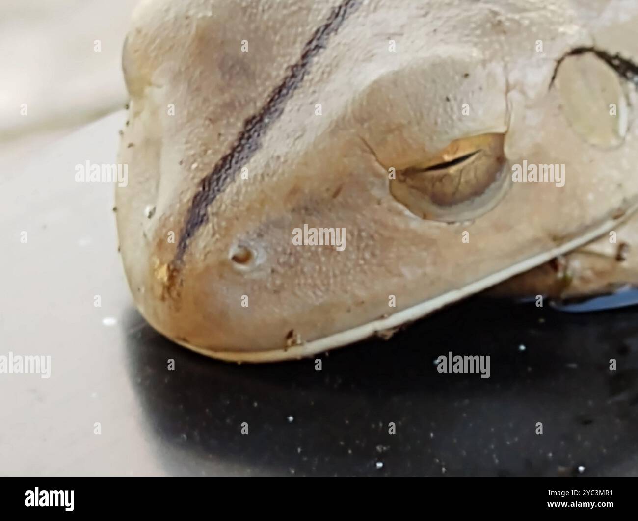 Blacksmith Tree Frog (Boana faber) Amphibia Stock Photo - Alamy