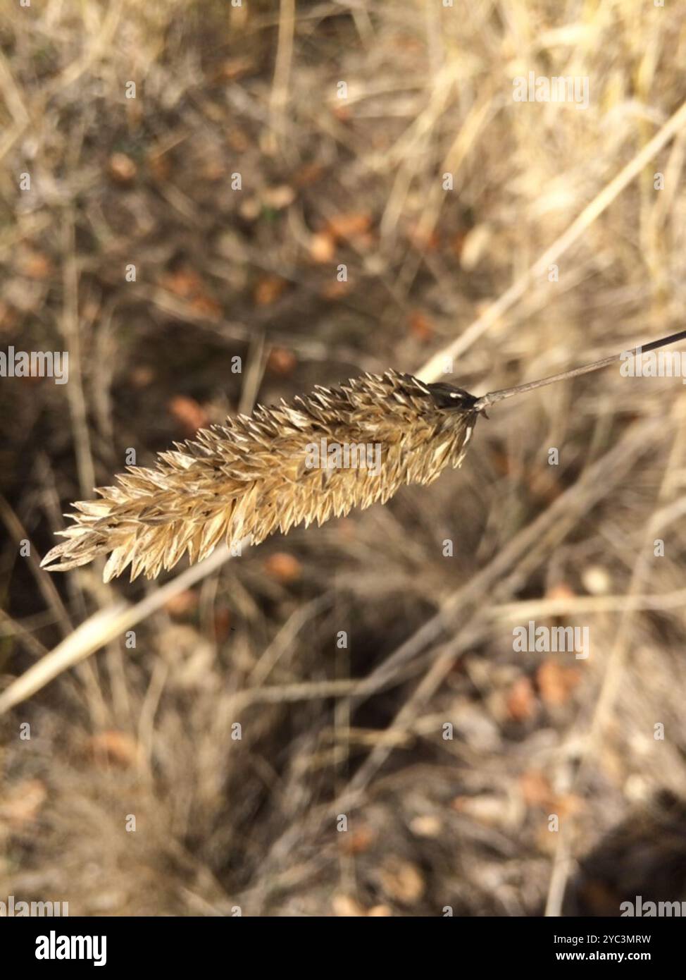 harding grass (Phalaris aquatica) Plantae Stock Photo - Alamy