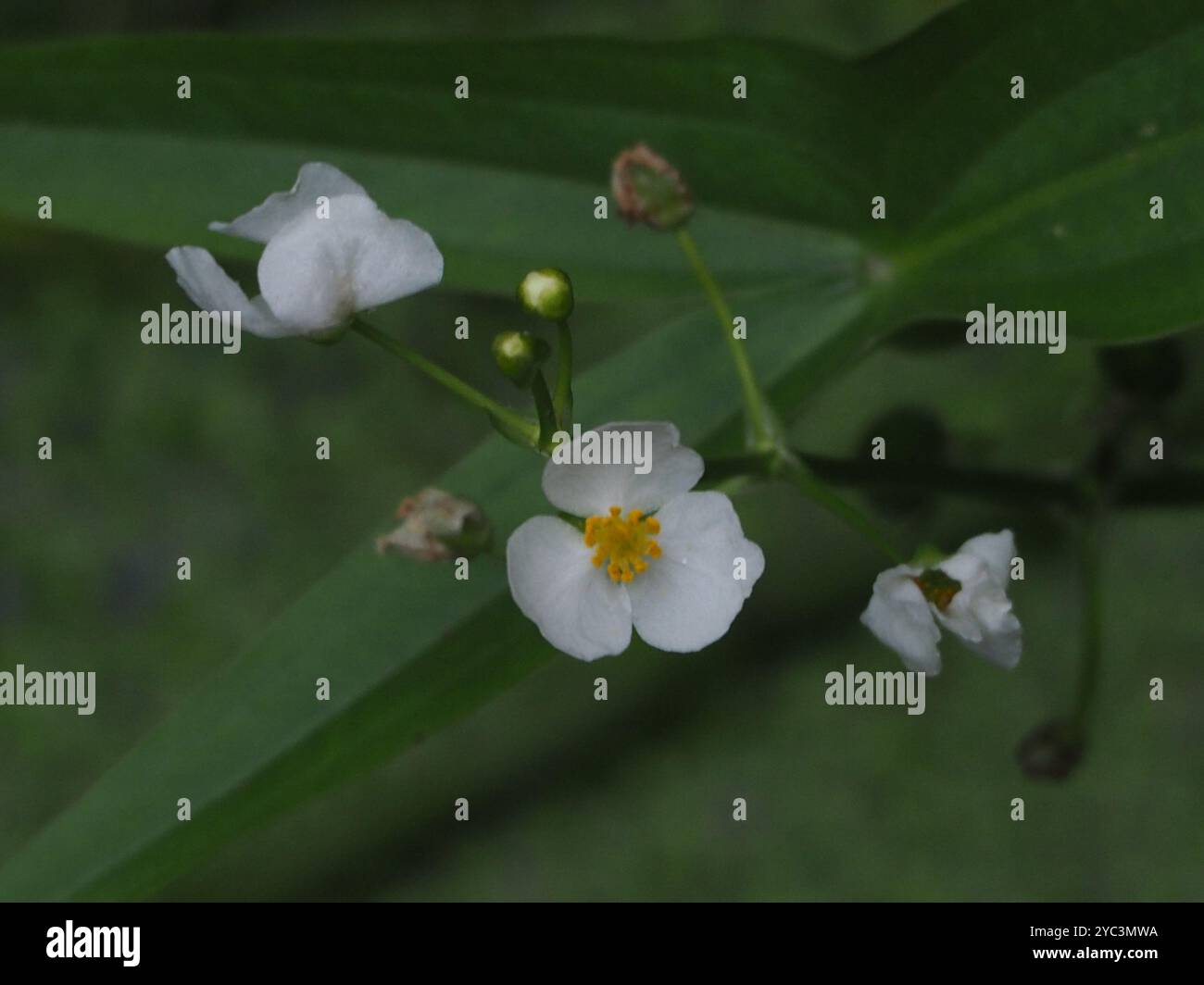 Chinese Arrowhead (Sagittaria trifolia) Plantae Stock Photo - Alamy