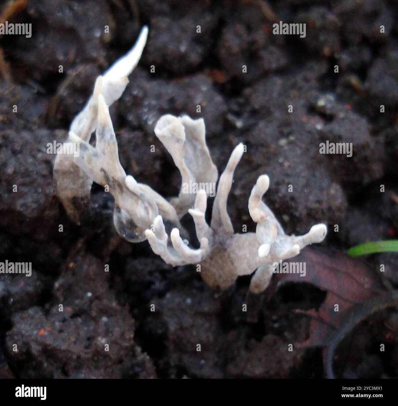 Candlesnuff Fungus (Xylaria hypoxylon) Fungi Stock Photo - Alamy