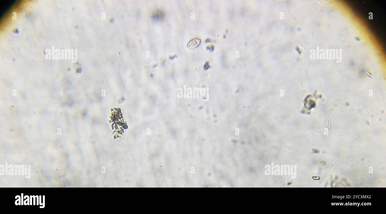 euglenids (Euglenida) Protozoa Stock Photo - Alamy