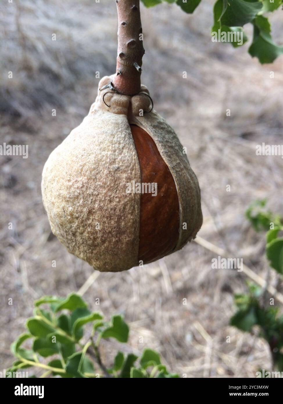 California buckeye (Aesculus californica) Plantae Stock Photo - Alamy
