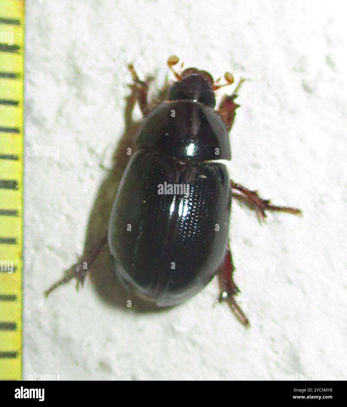 Scavenger and Pill Scarab Beetles (Hybosoridae) Insecta Stock Photo - Alamy