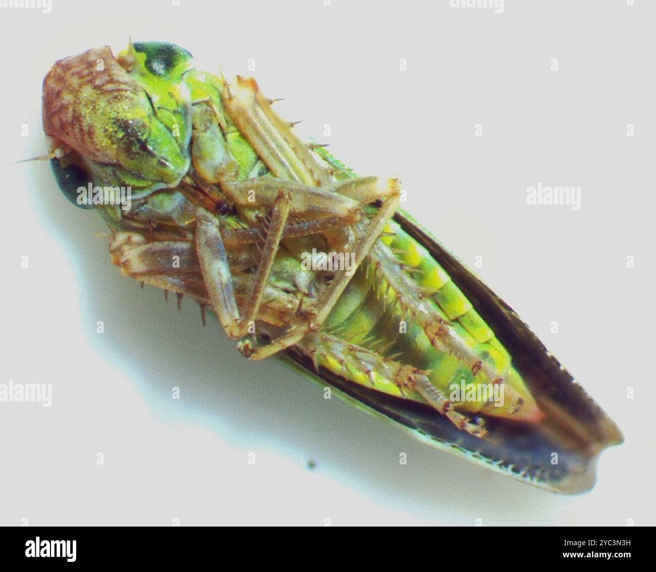 Yellow headed leafhopper hi-res stock photography and images - Alamy