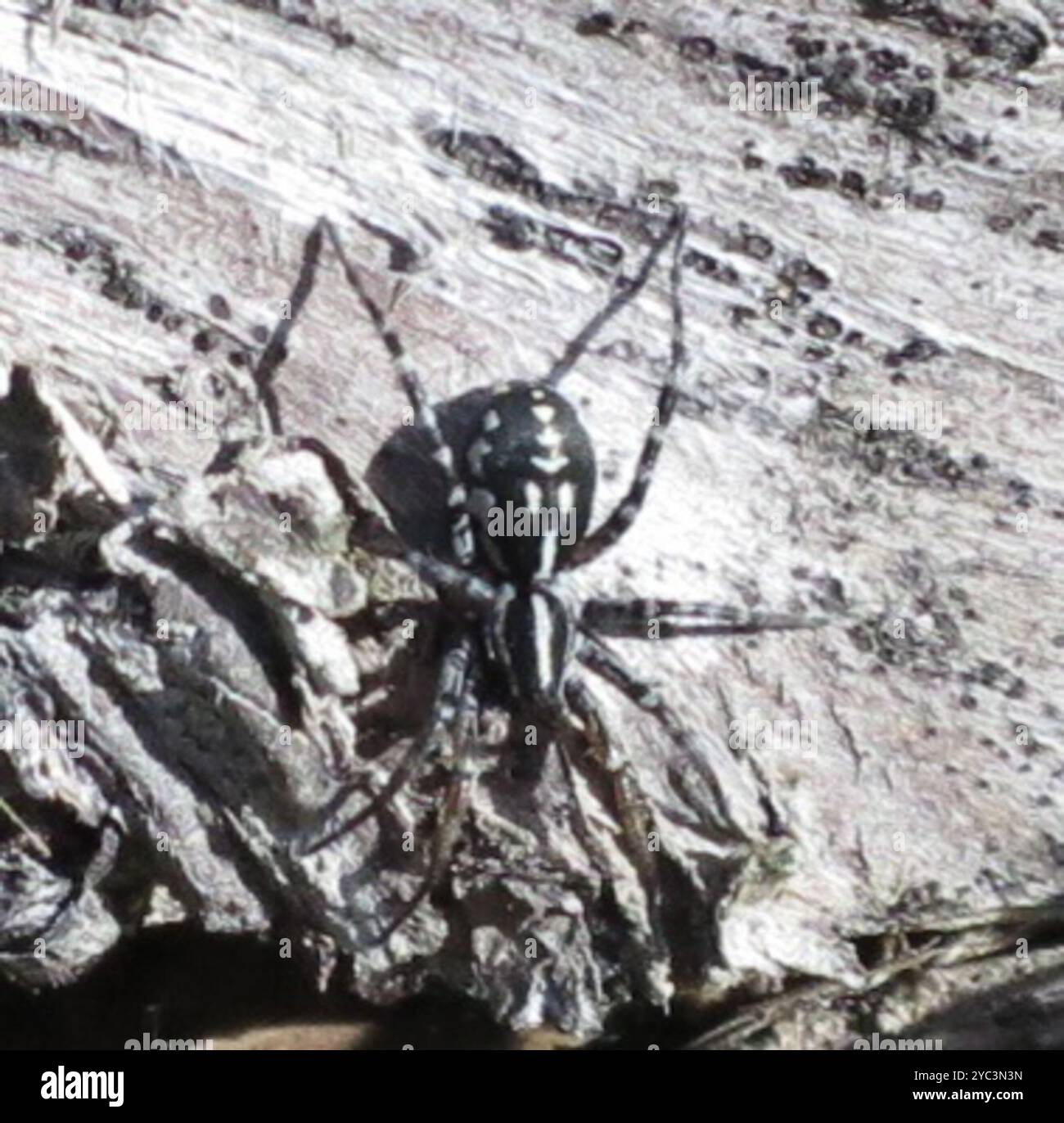 Spotted Ground Swift Spider (Nyssus coloripes) Arachnida Stock Photo ...