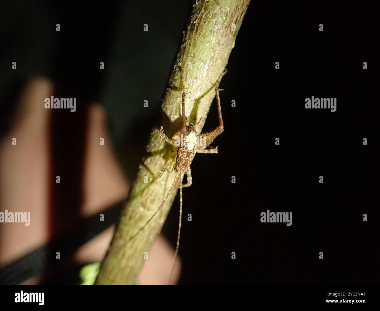 Camel Crickets, Cave Crickets, and Cave Wēta (Rhaphidophoridae) Insecta ...