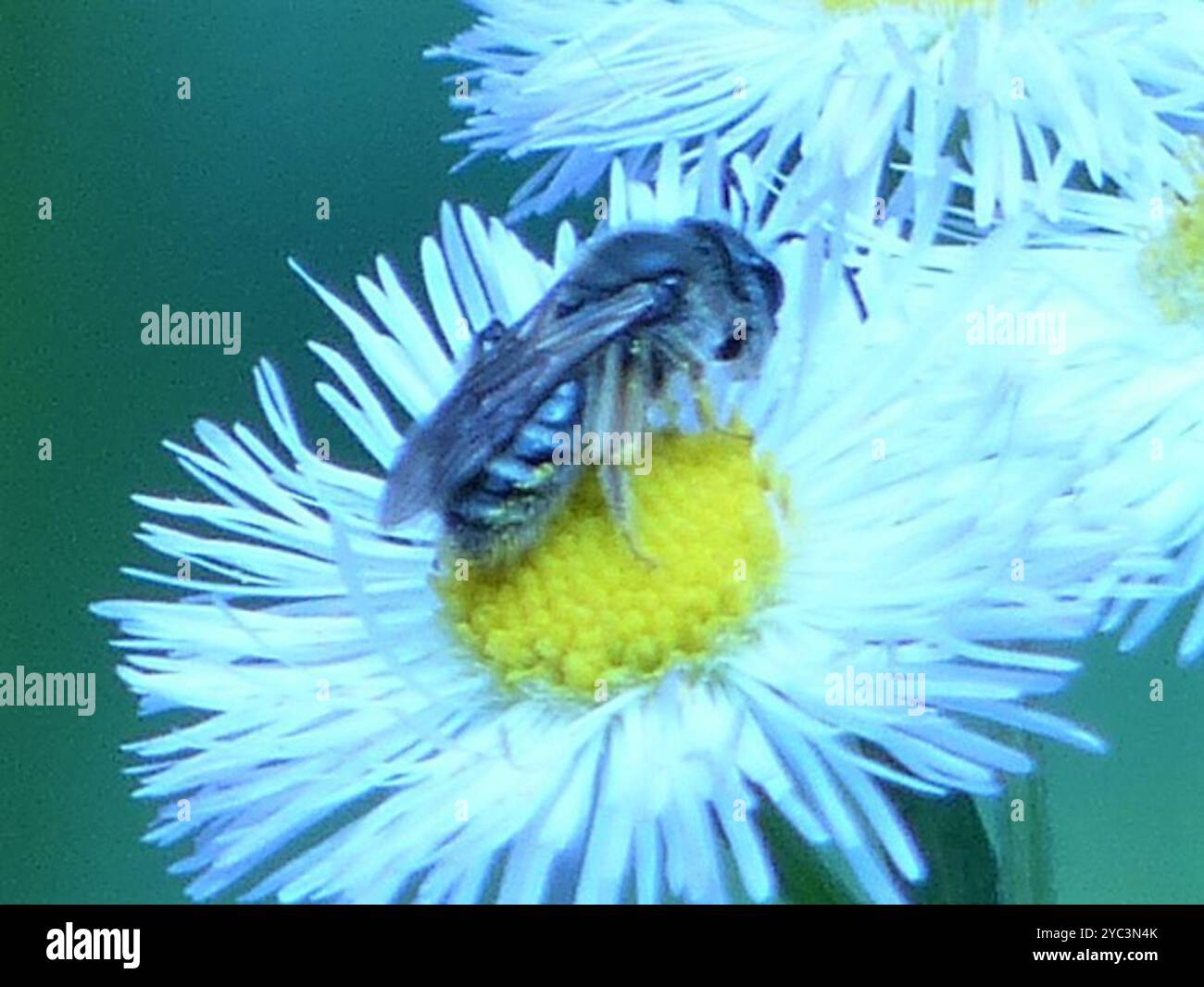 Mining Bees (Andrena) Insecta Stock Photo - Alamy