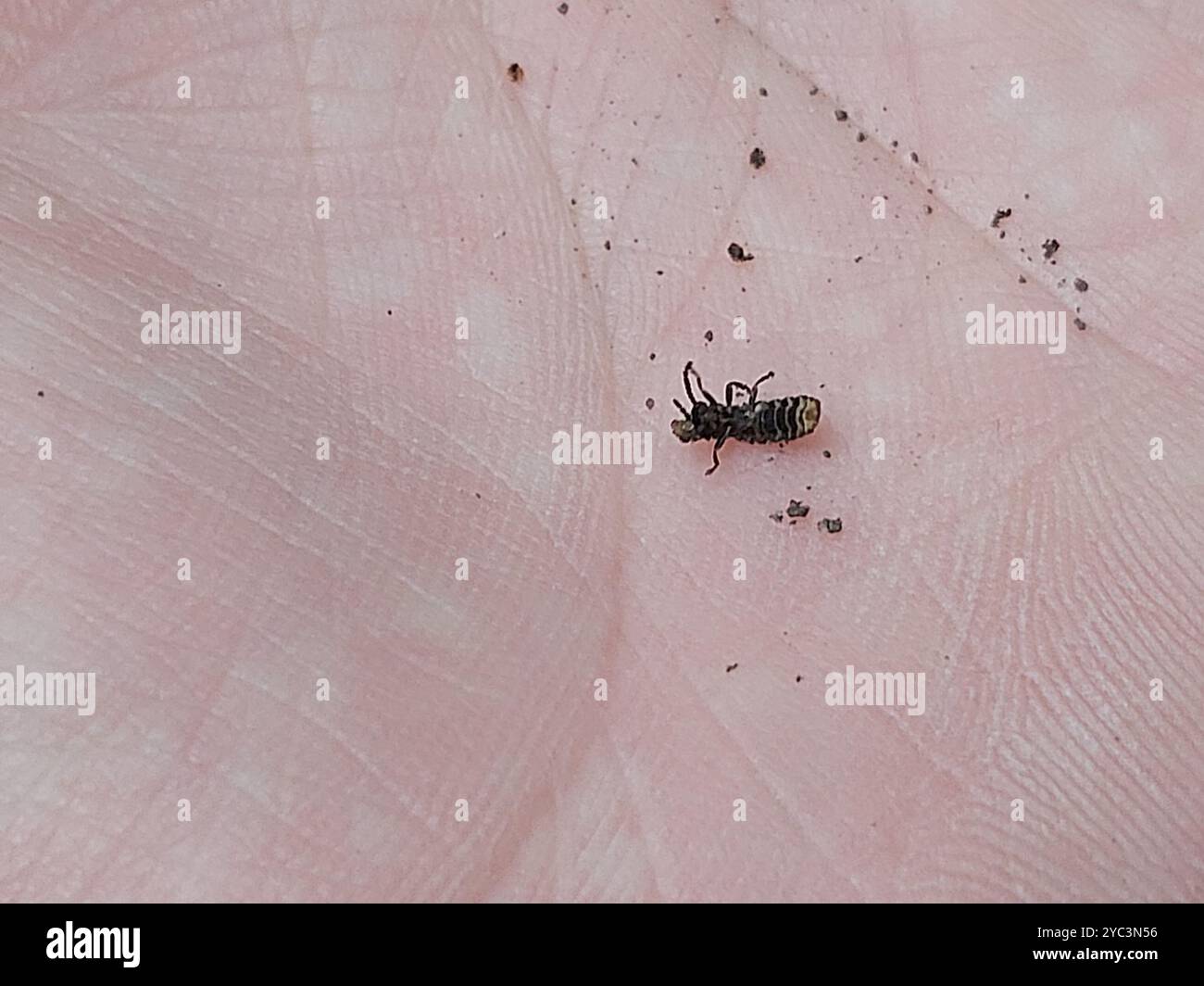 Lesser Black Glow-worm (Phosphaenus hemipterus) Insecta Stock Photo - Alamy