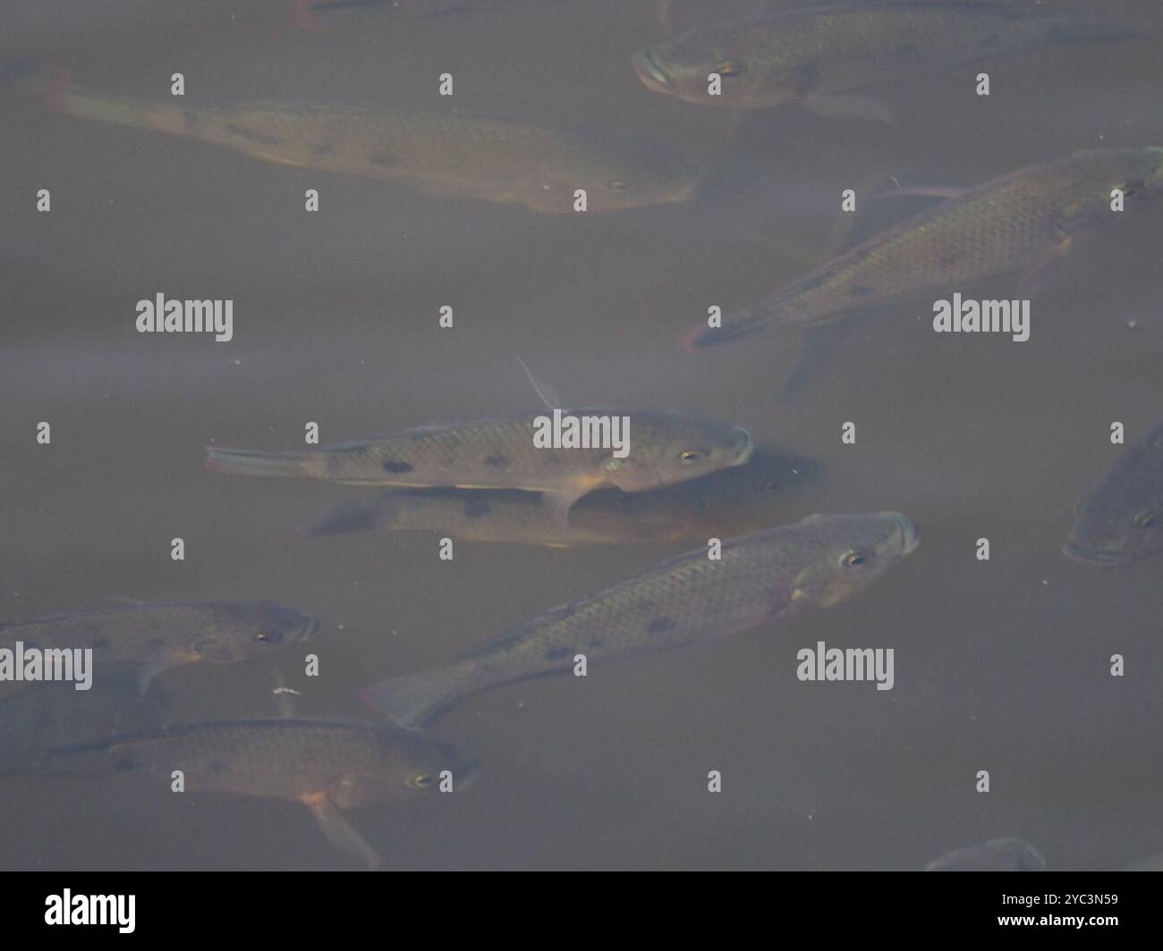 Mozambique Tilapia (Oreochromis mossambicus) Actinopterygii Stock Photo ...