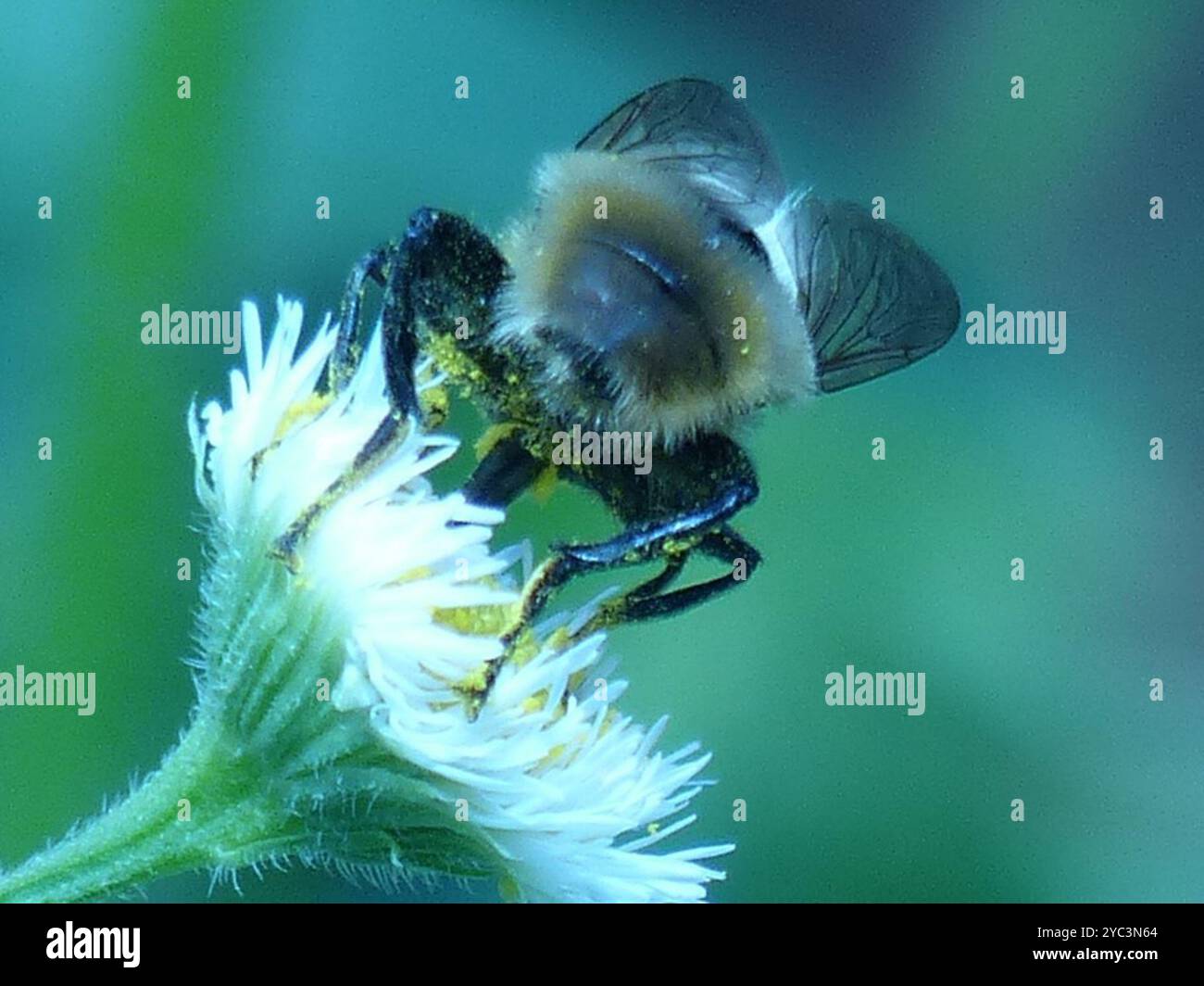 Narcissus Bulb Fly (Merodon equestris) Insecta Stock Photo - Alamy
