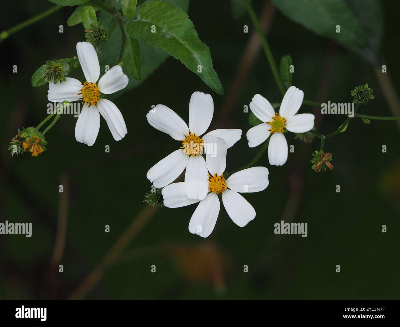 White beggarticks (Bidens alba) Plantae Stock Photo - Alamy