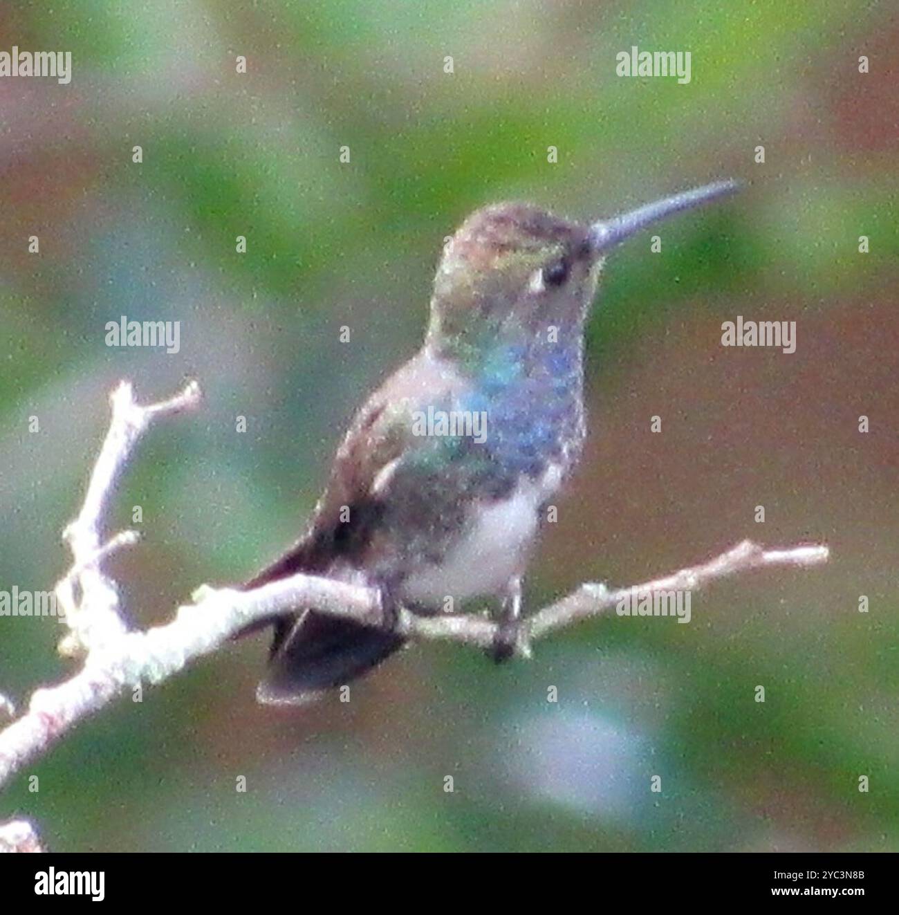 Chionomesa lactea hi-res stock photography and images - Alamy