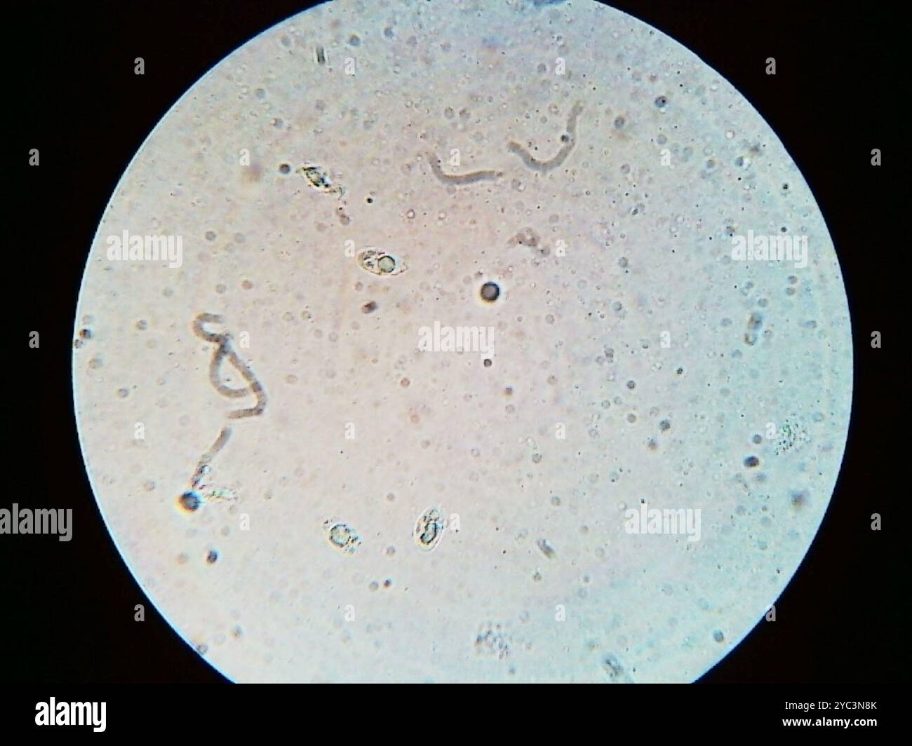 Iodine Bonnet (Mycena filopes) Fungi Stock Photo - Alamy