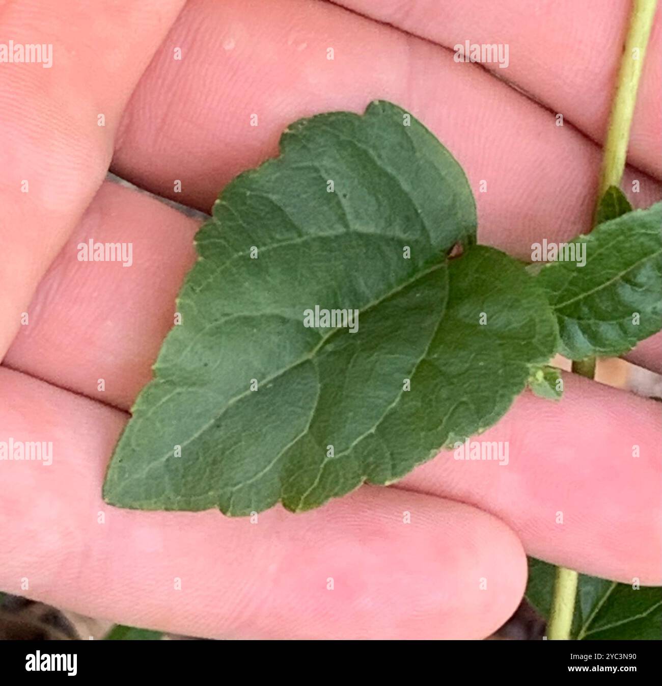 hammock snakeroot (Ageratina jucunda) Plantae Stock Photo - Alamy